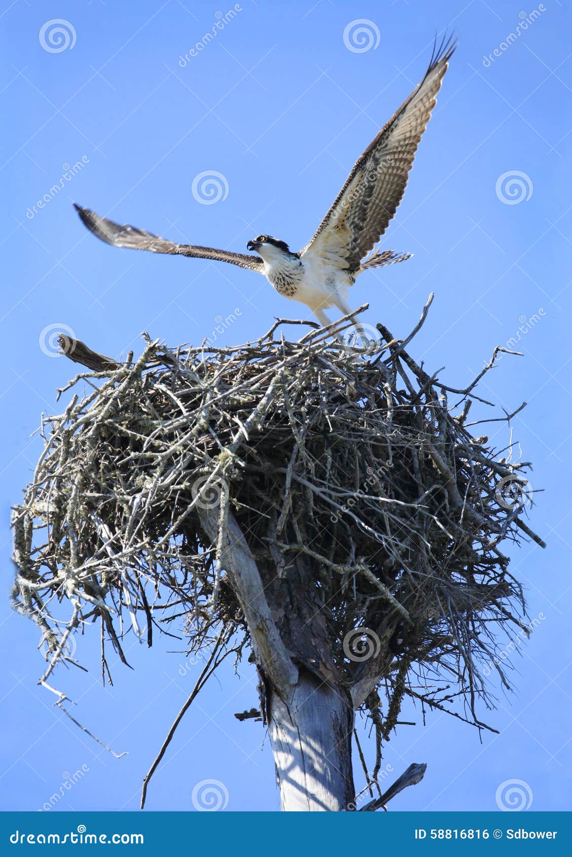 Young Osprey Taking Off from it S Nest Stock Photo - Image of nest ...