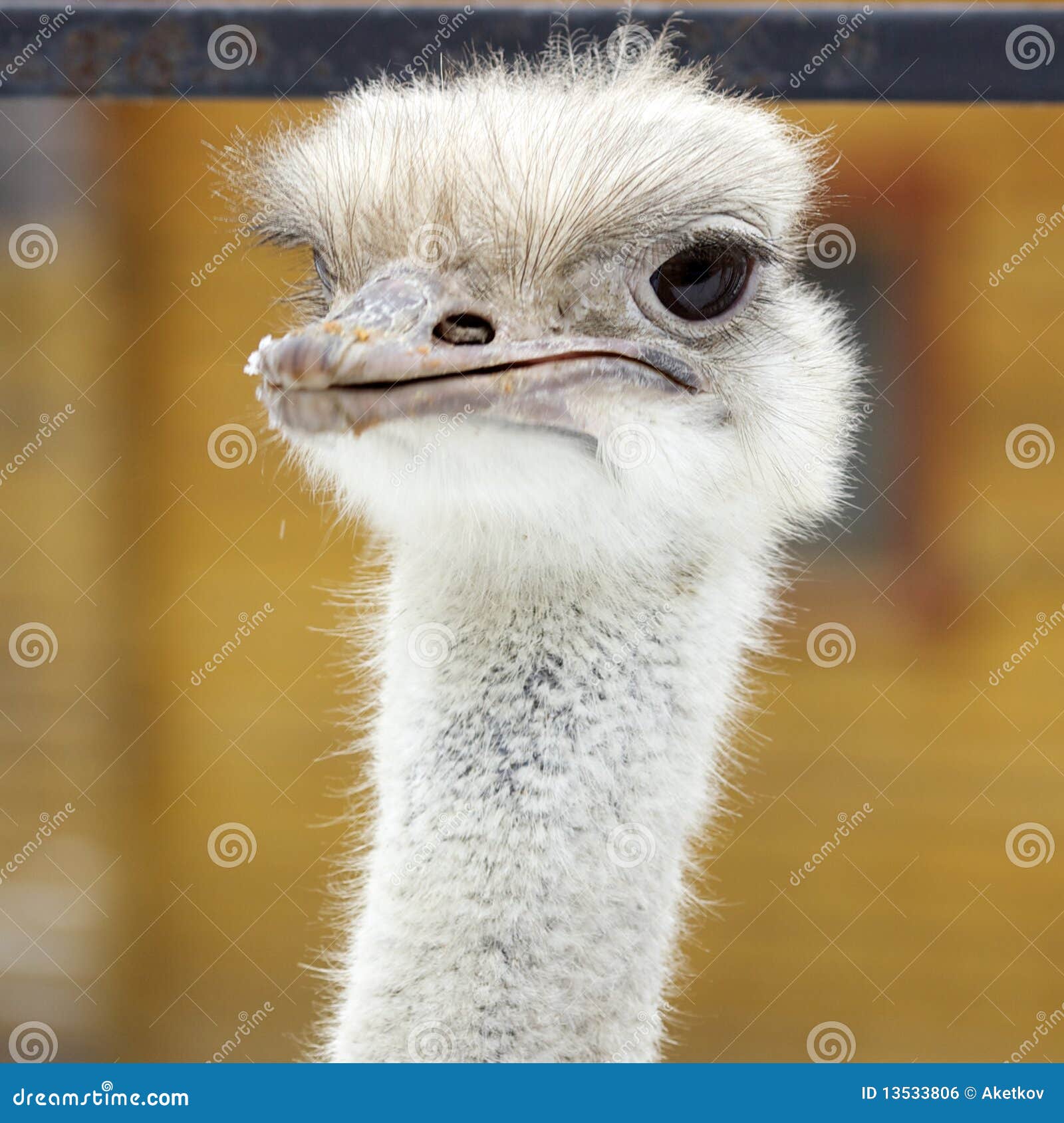 Young ostrich stock photo. Image of ostrich, portrait - 13533806
