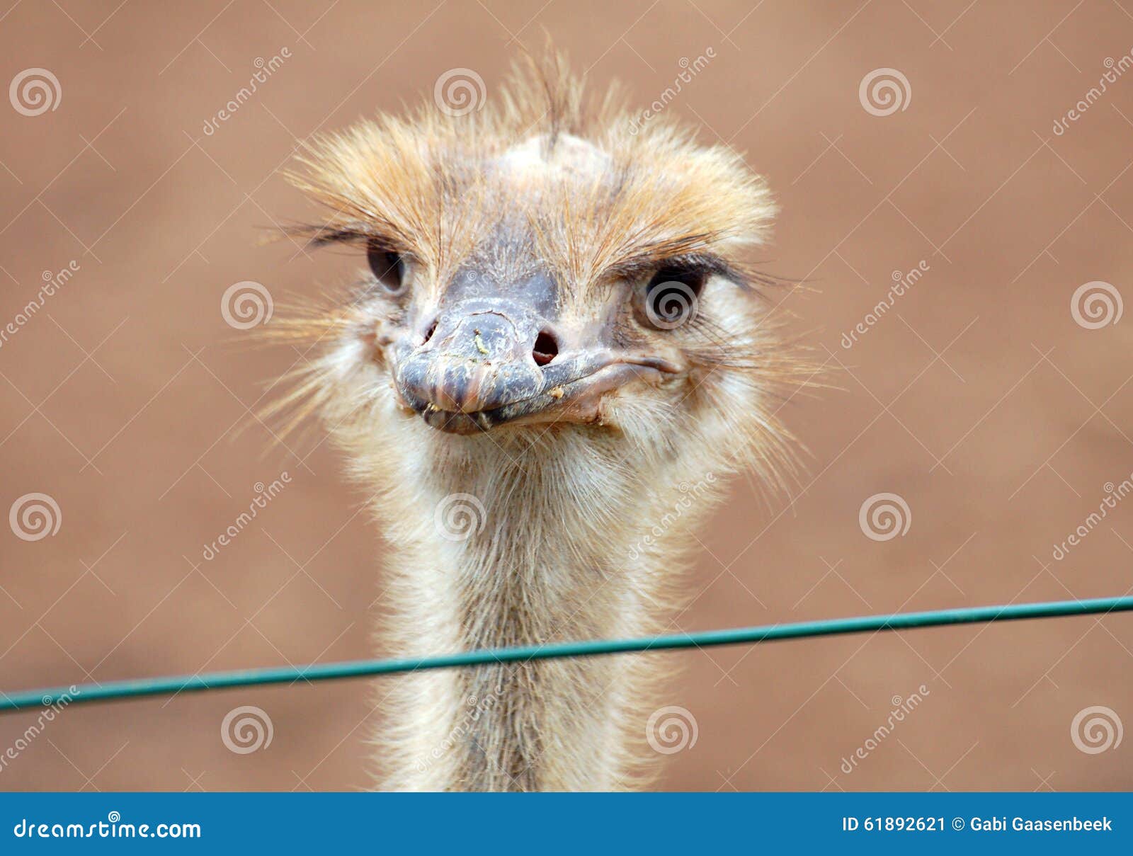 Young Ostrich Face Close Up Stock Image - Image of young, farming: 61892621
