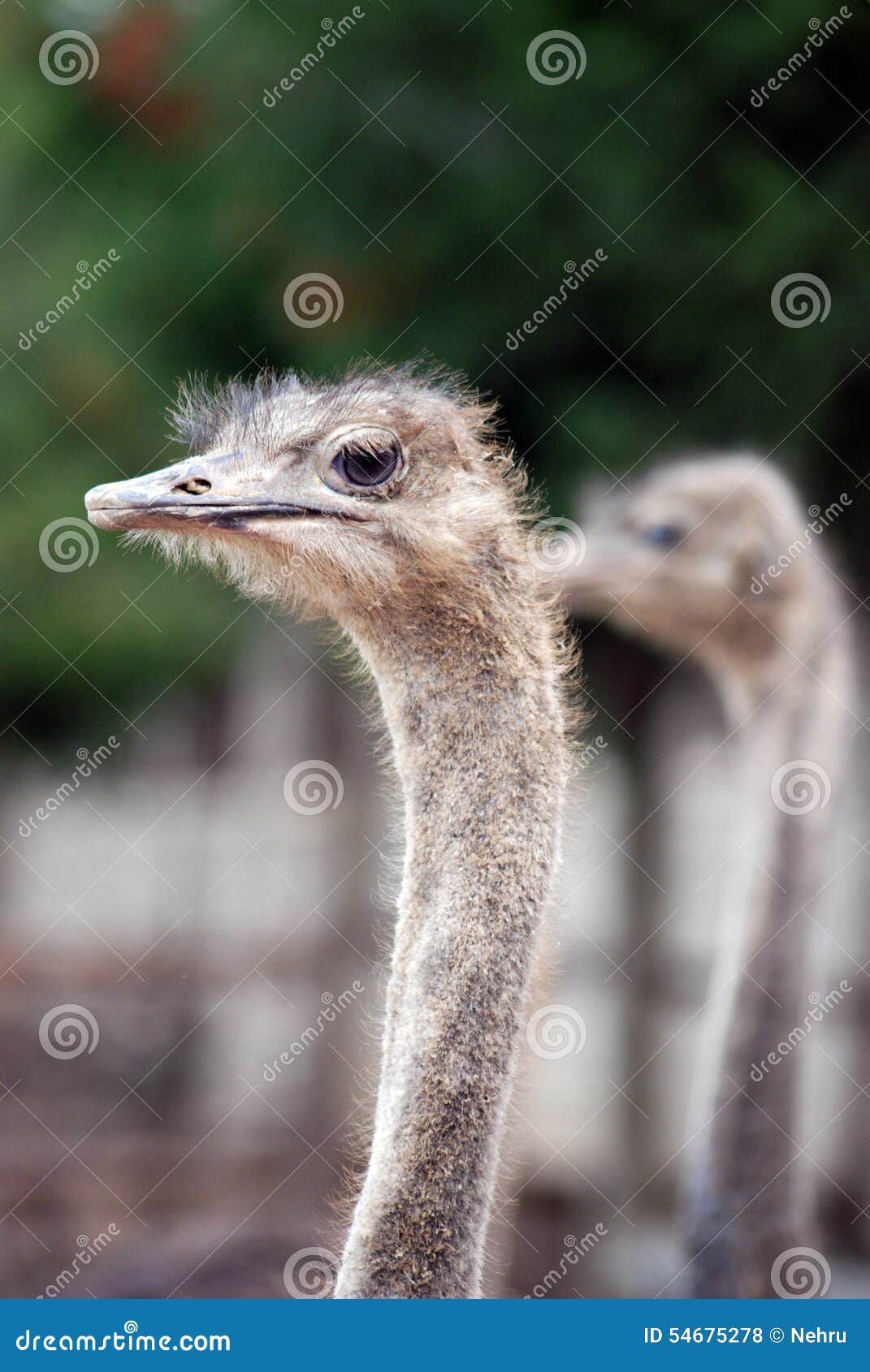 Young ostrich stock photo. Image of bird, watching, stare - 54675278