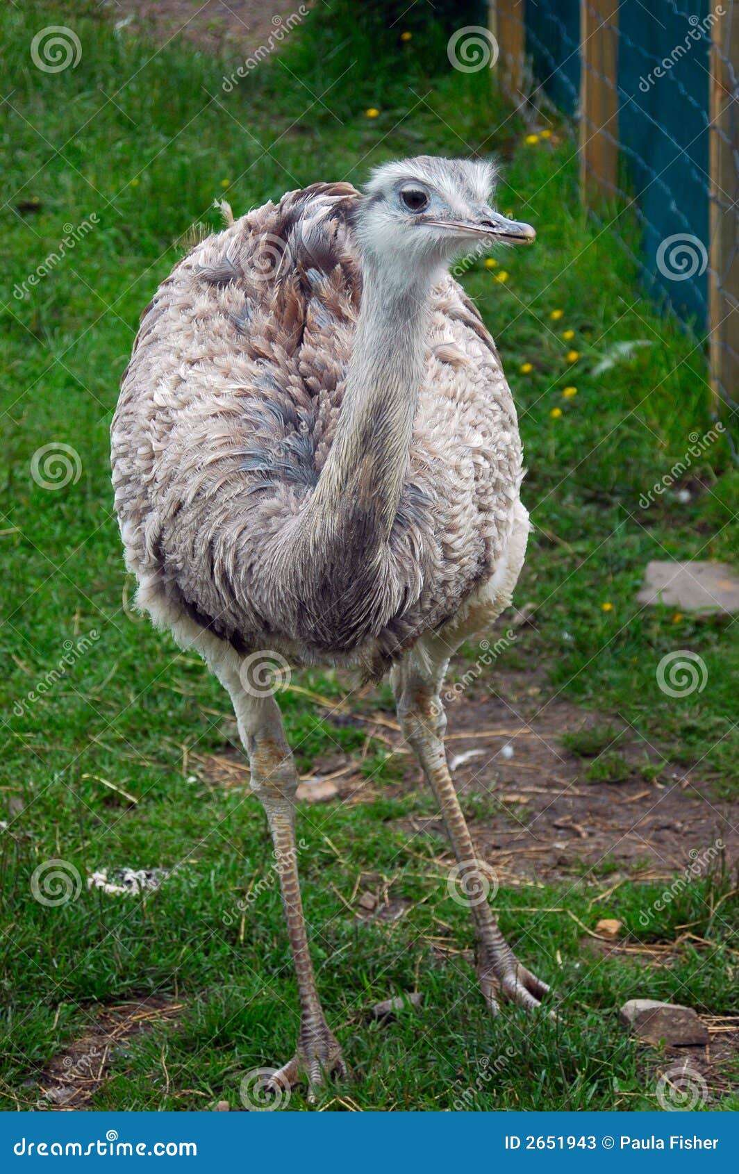 Young Ostrich or Rhea stock image. Image of outdoor, fence - 2651943