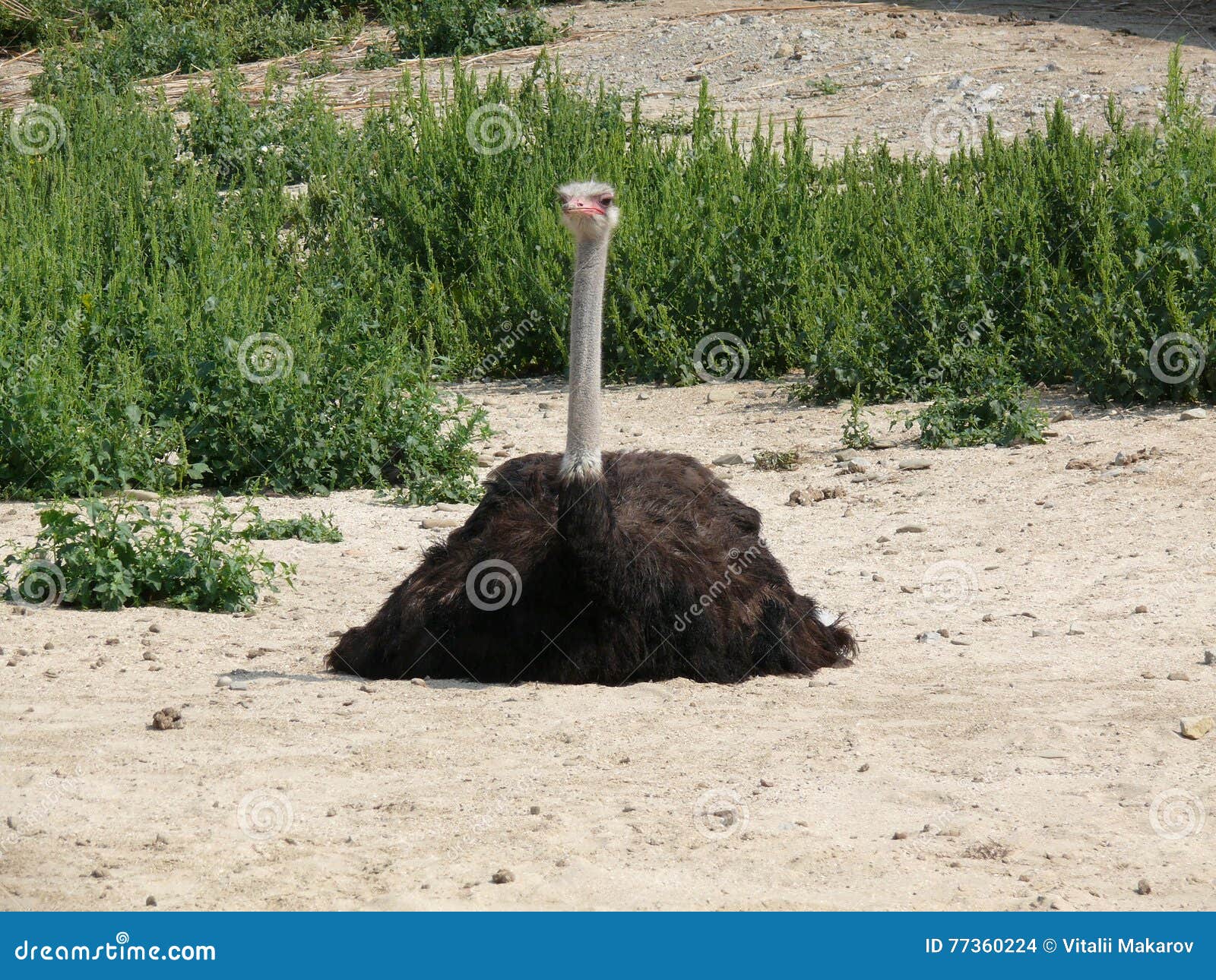 Young ostrich stock photo. Image of hair, natural, long - 77360224