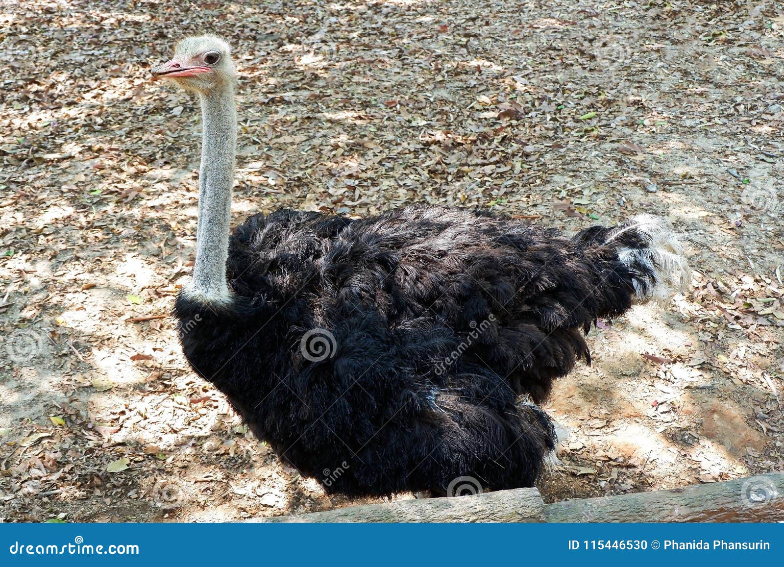 A Young Ostrich Standing on the Ground Stock Photo - Image of large ...