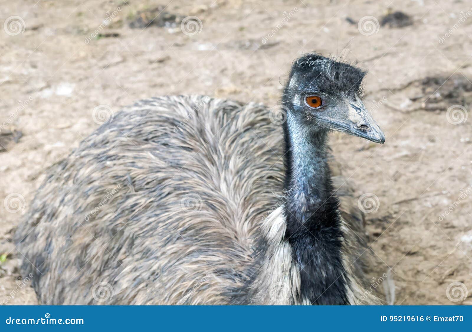 Young ostrich. stock photo. Image of black, neck, flock - 95219616
