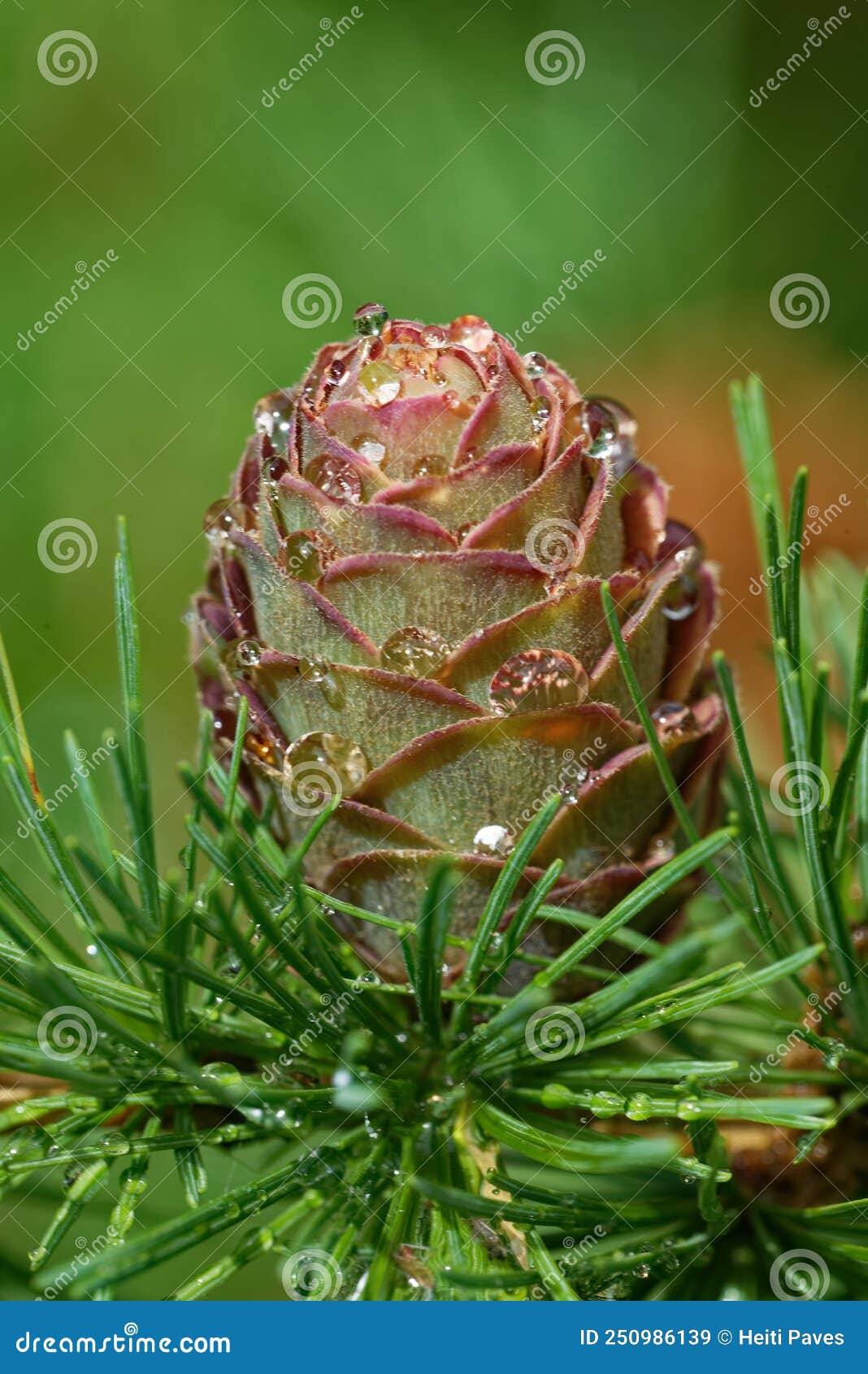 Larch Strobili: a Young Ovulate Cones with Raindrops Stock Image ...