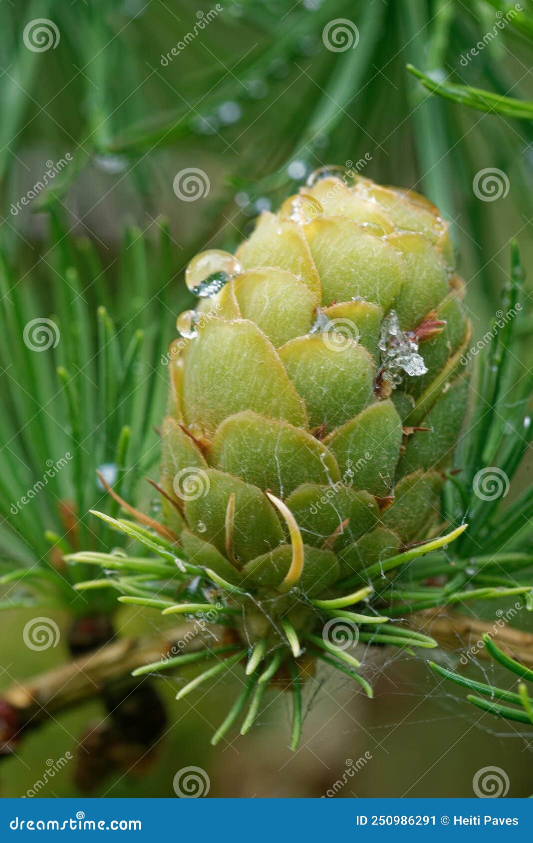 Larch Strobili: a Young Ovulate Cones with Raindrops Stock Image ...