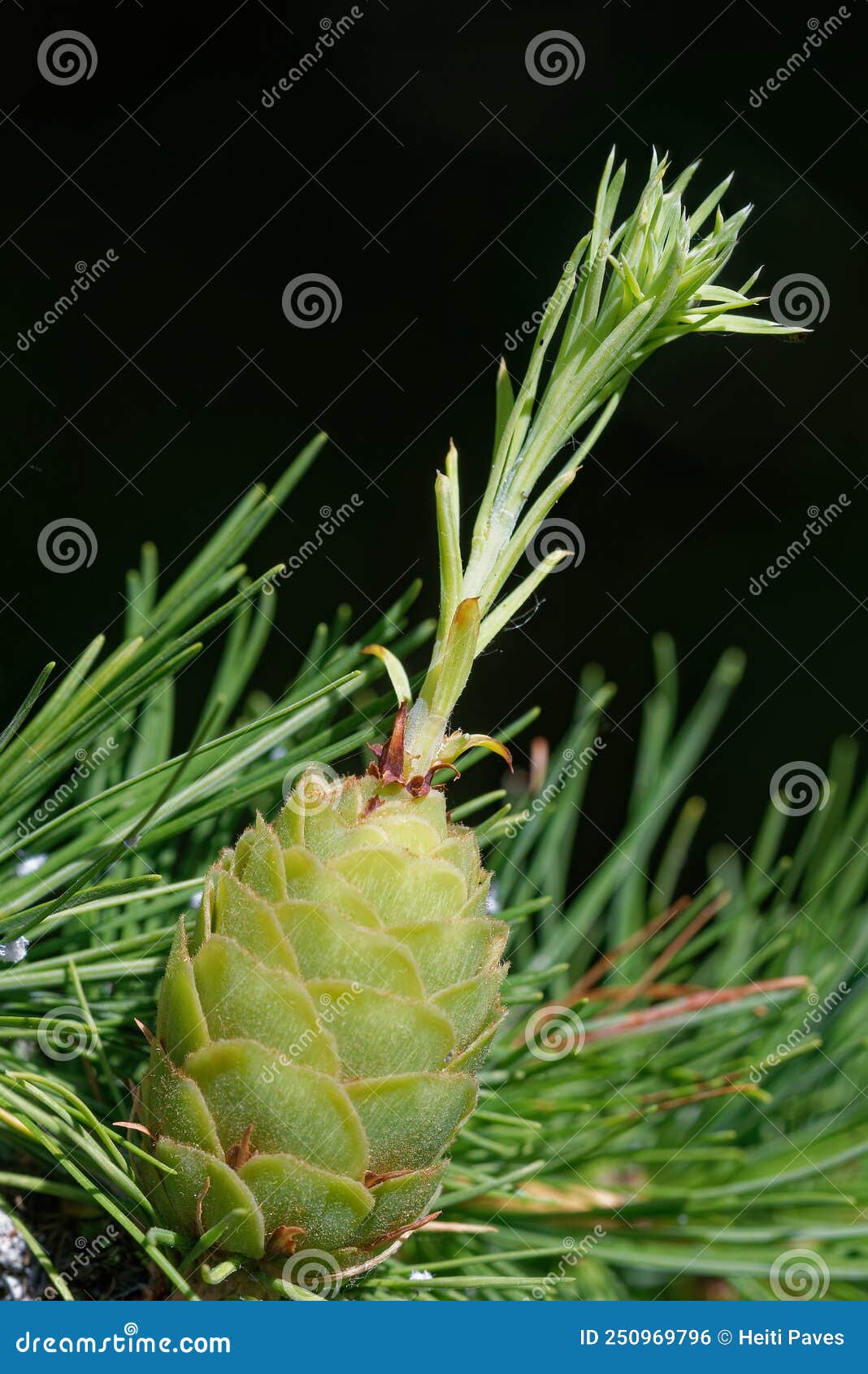 Pinus Ovulate Cone