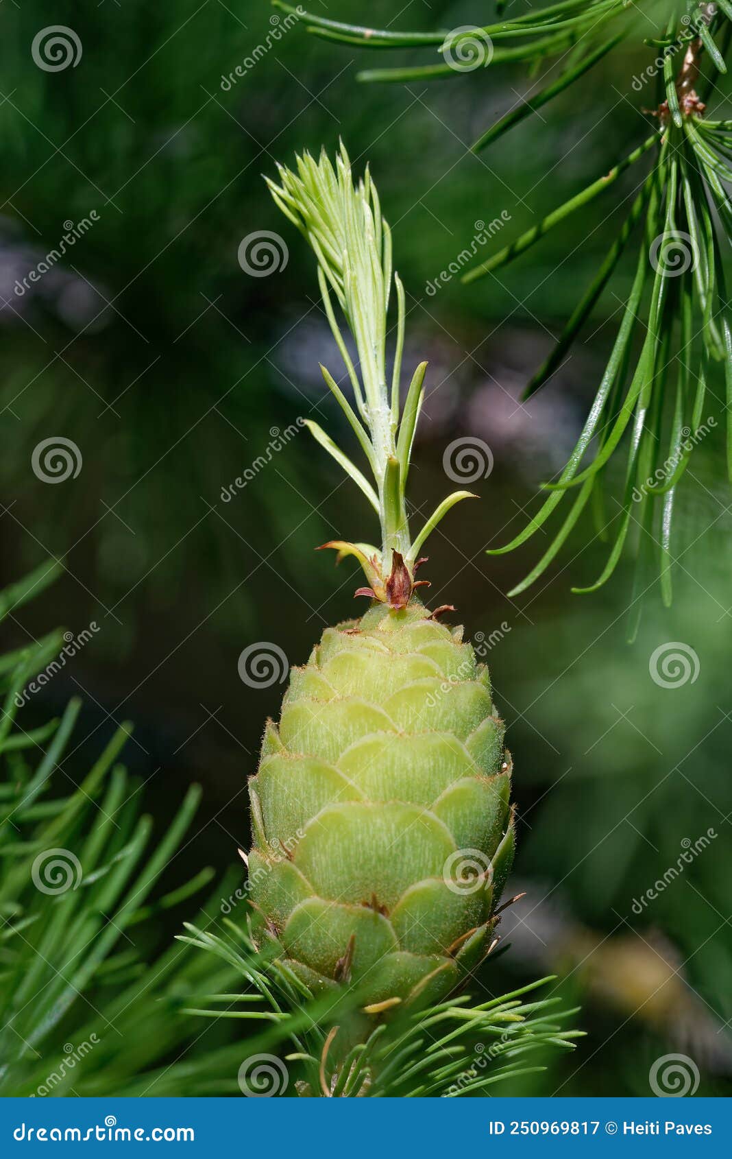 Larch Strobili: Young Ovulate Cone Stock Image - Image of ...