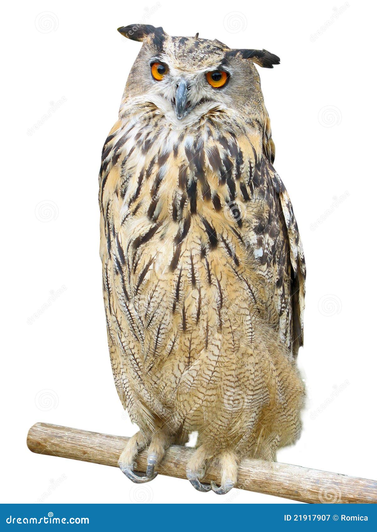 Young owl perching stock image. Image of standing, mammal - 21917907
