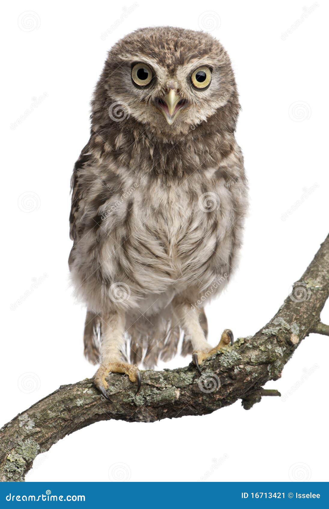 Young Owl Perching on Branch Stock Image - Image of mouth, perched ...