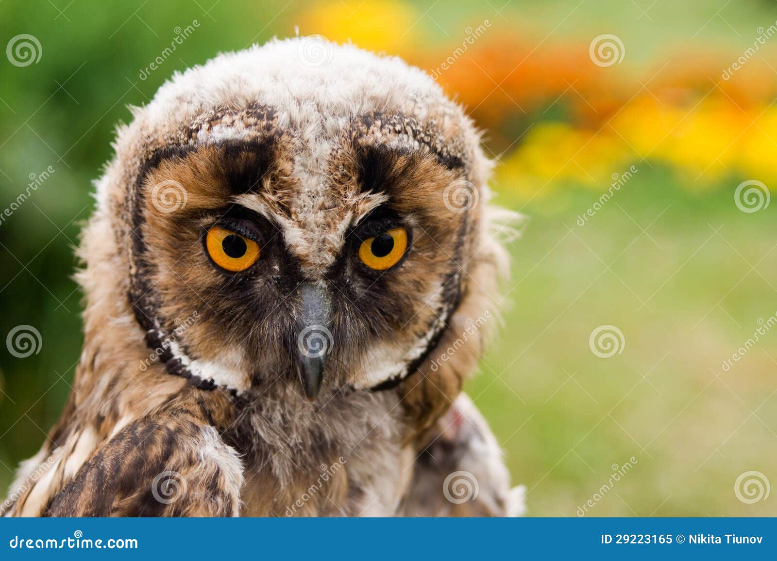 Young owl portrait stock image. Image of horizontal, nestling - 29223165