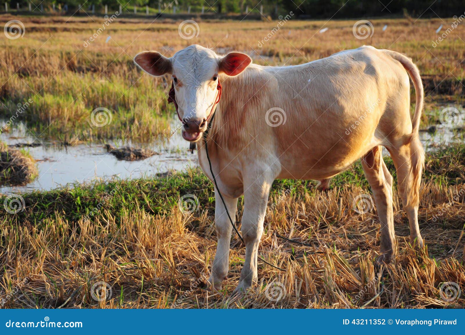 Young ox stock photo. Image of environment, america, natural - 43211352