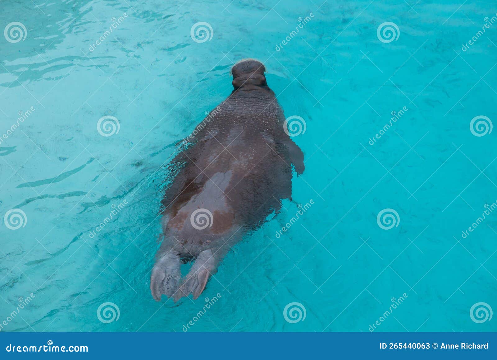 Young Pacific Walrus Swimming in Turquoise Water Stock Image - Image of ...