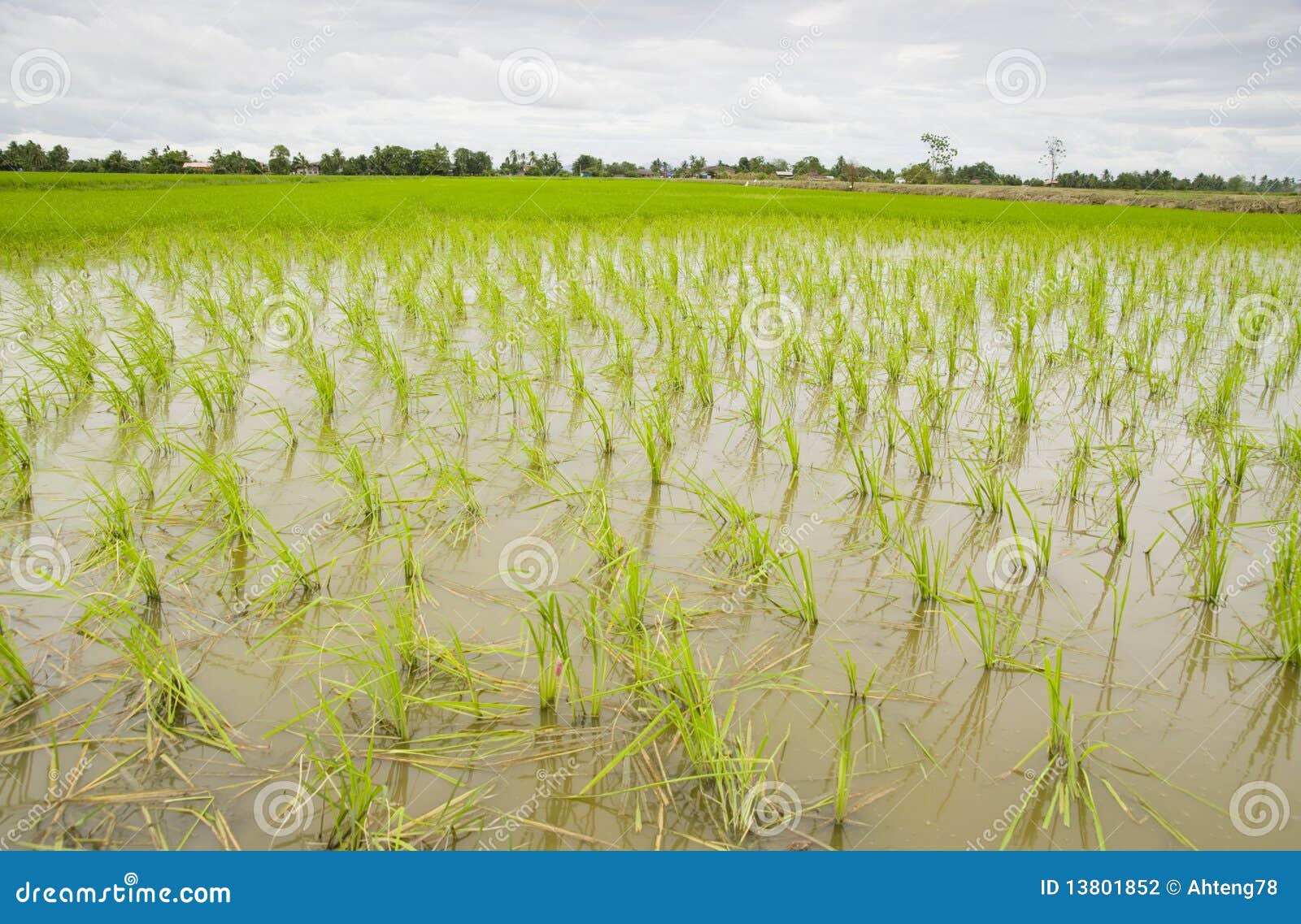 Young Paddy stock photo. Image of food, nature, nurture - 13801852