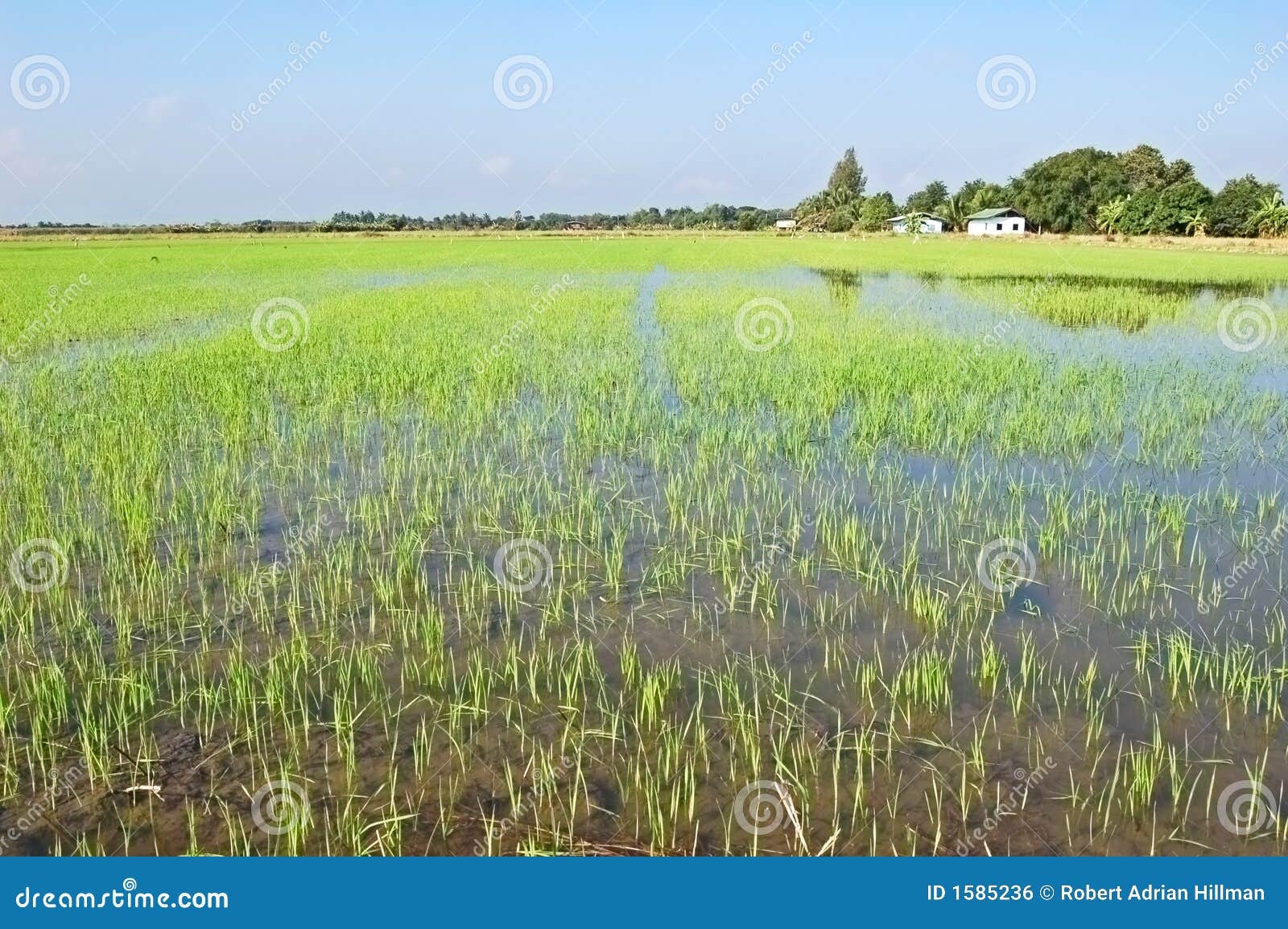 Young paddy stock photo. Image of farmland, water, irrigation - 1585236