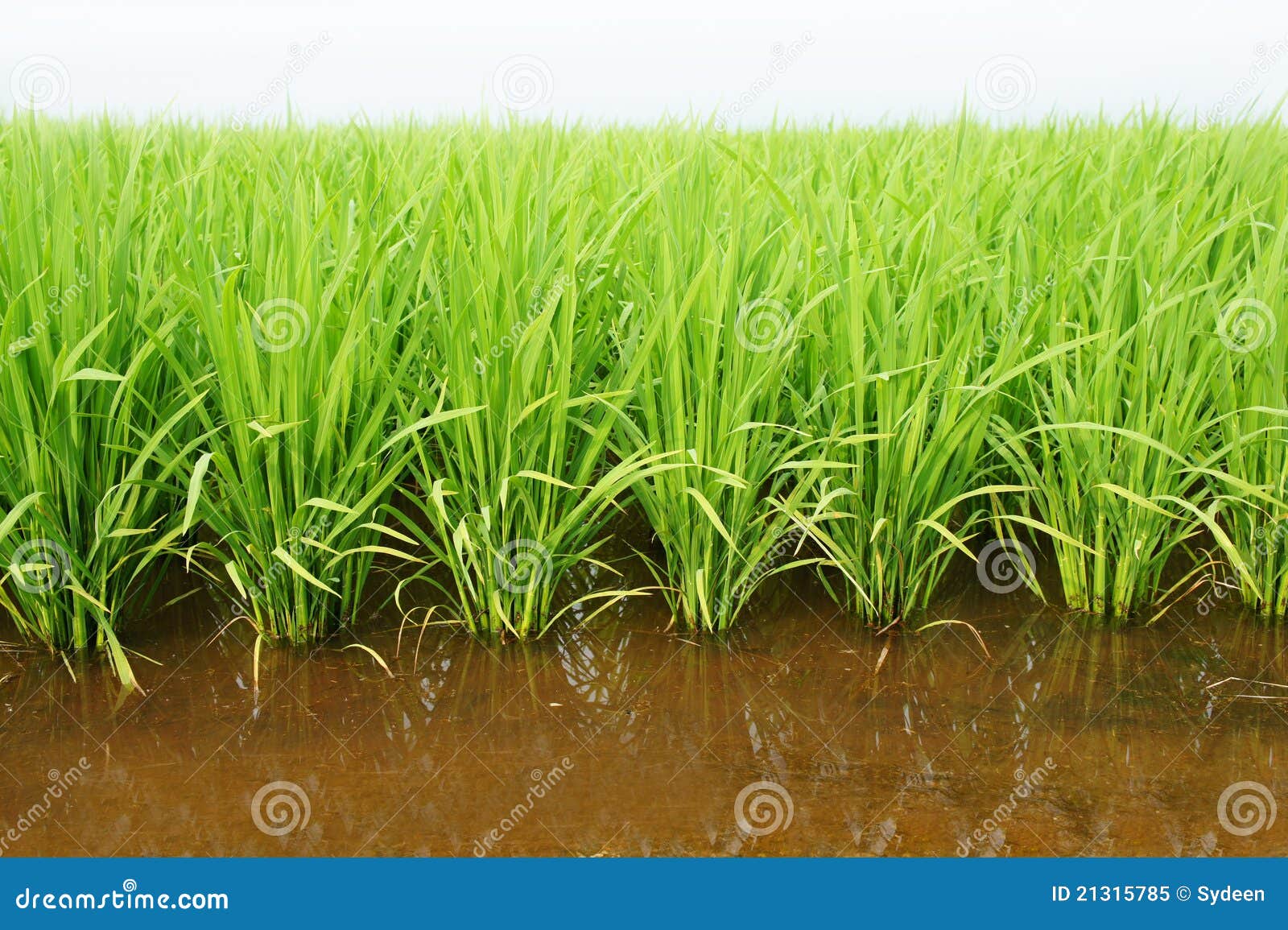 Young paddy stock image. Image of glamorous, cultivate - 21315785