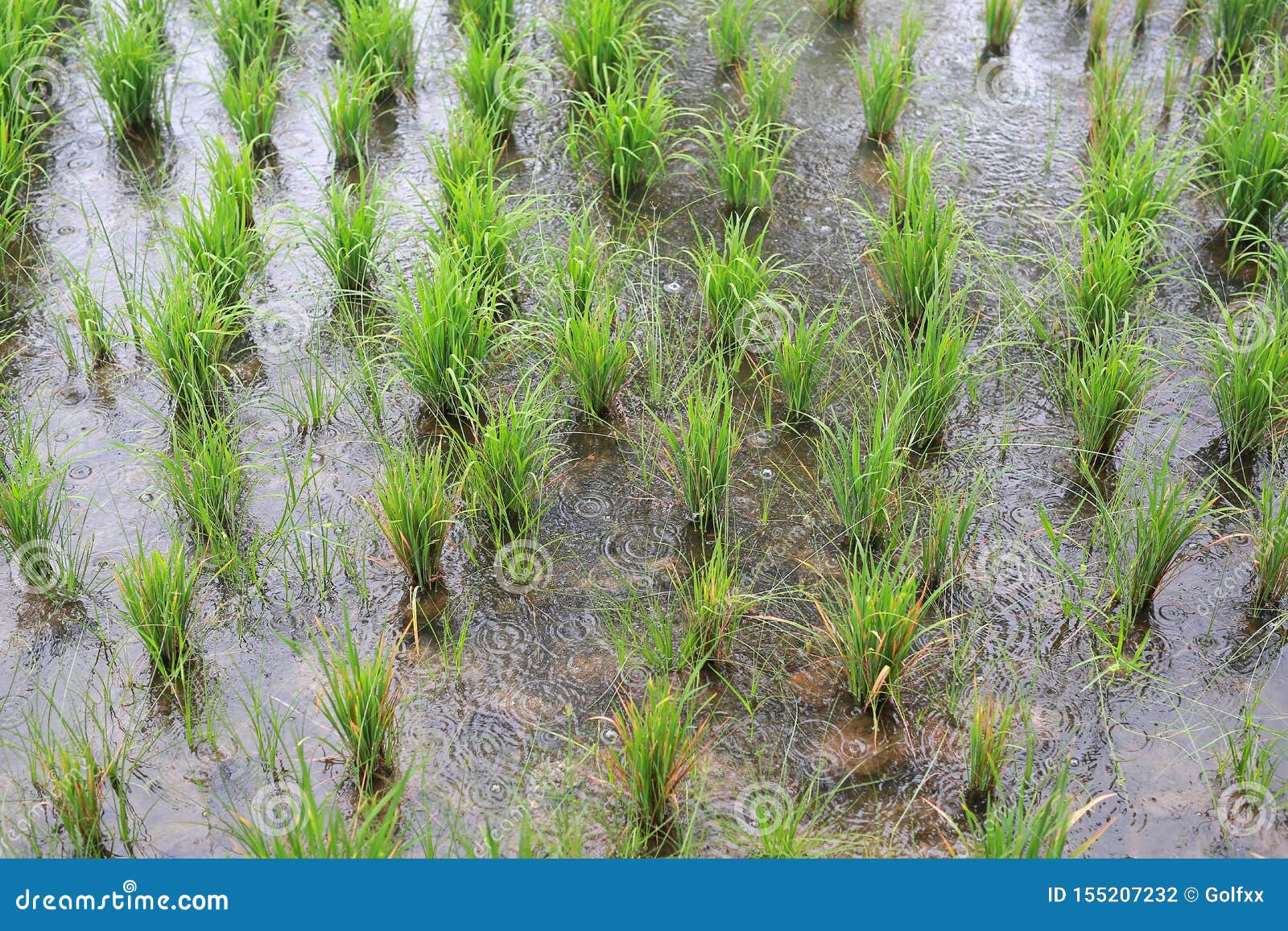 Young Paddy Rice in Field during Rain Stock Photo - Image of garden ...