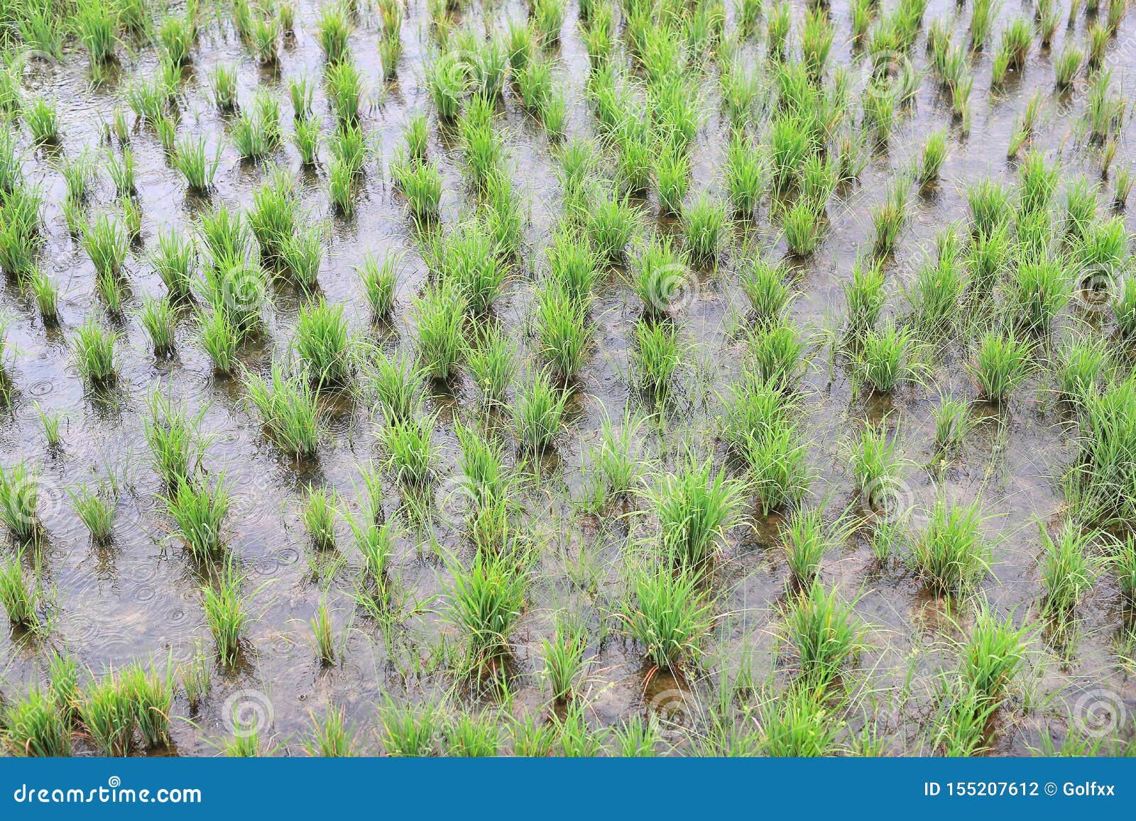 Young Paddy Rice in Field during Rain Stock Photo - Image of food ...