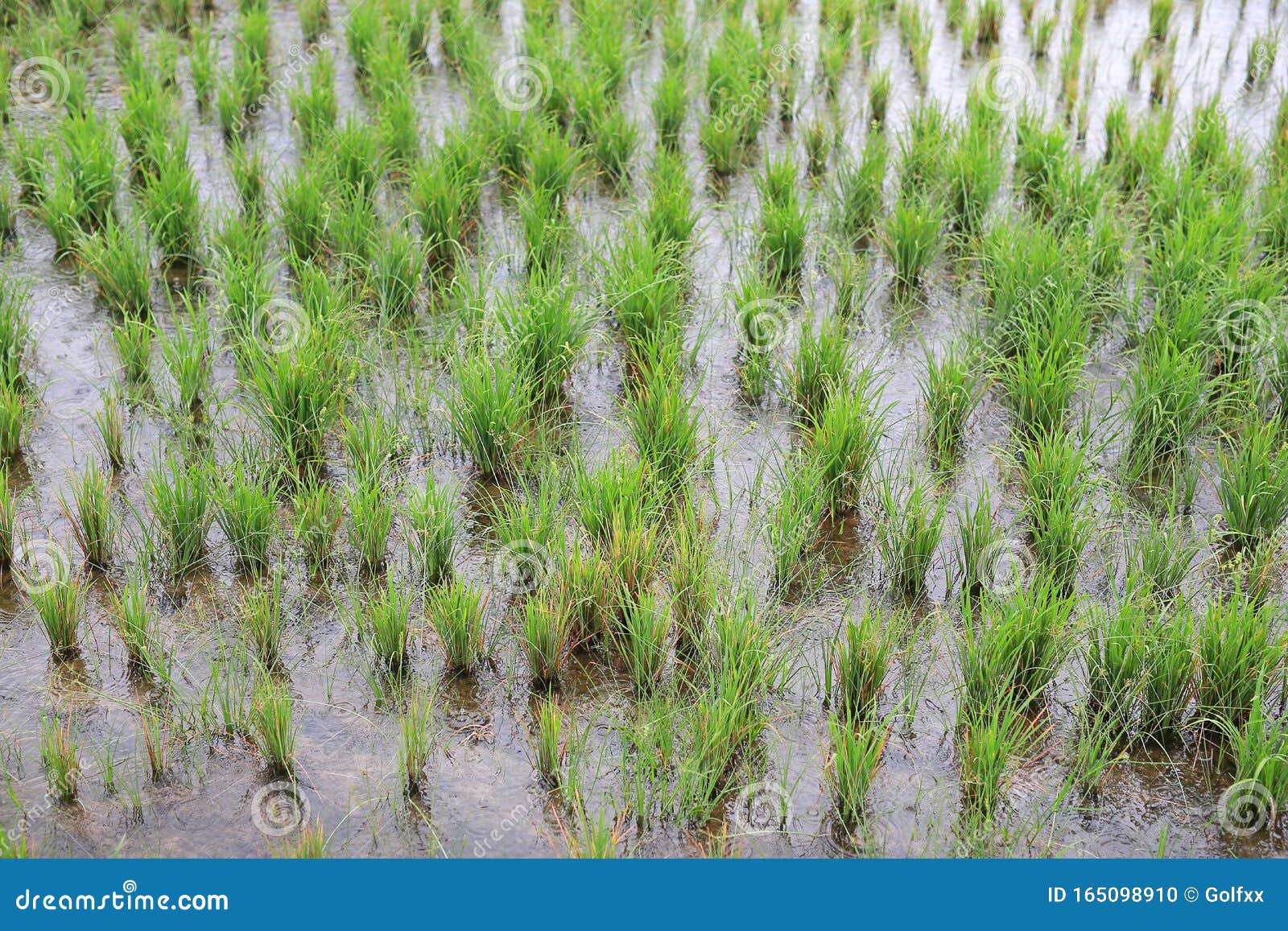 Young Paddy Seed Growing In Field. Green Grass In The Wind. Fresh Green ...