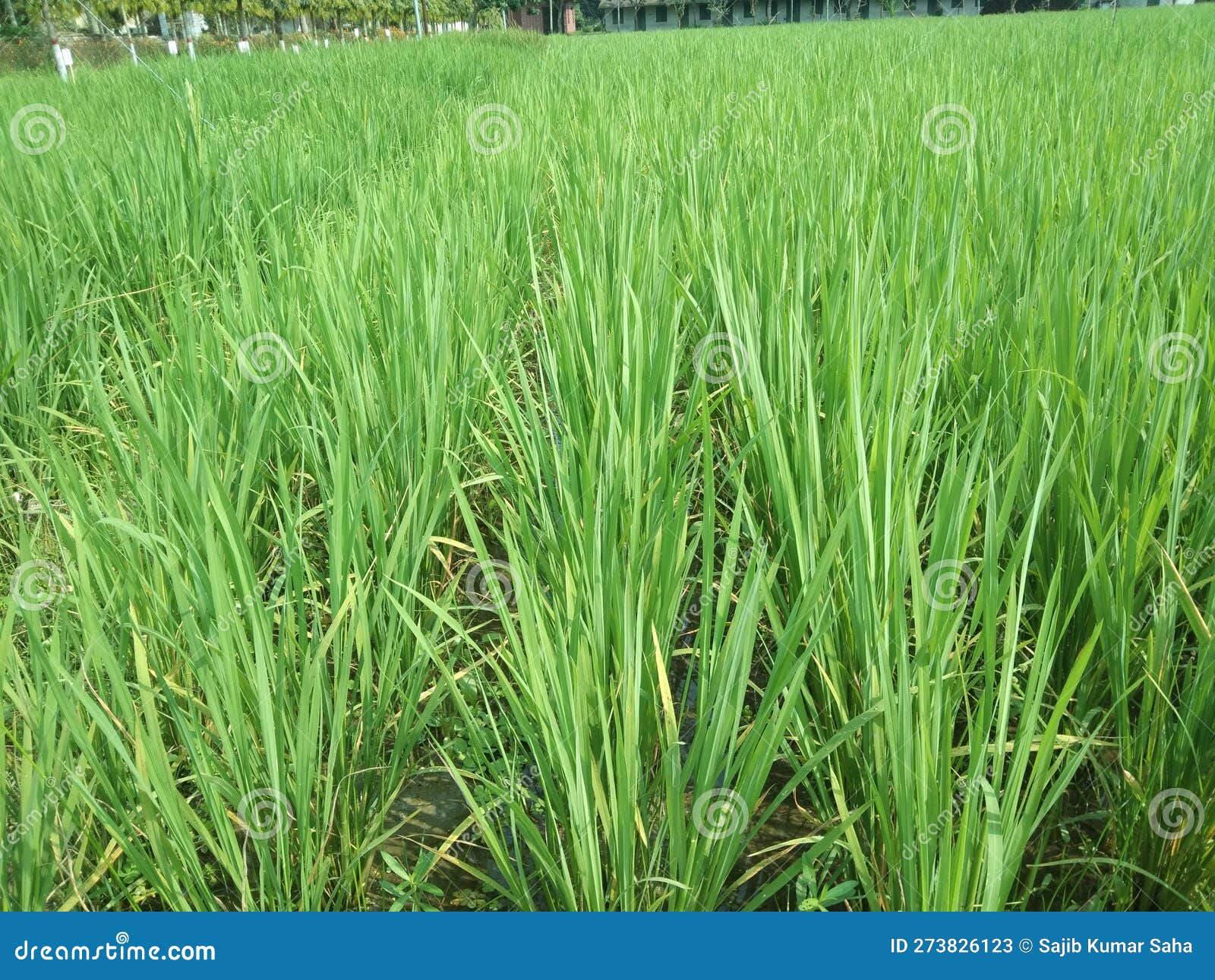 Young Paddy Rice on Fields Rice Fields of Farmland Stock Image - Image ...