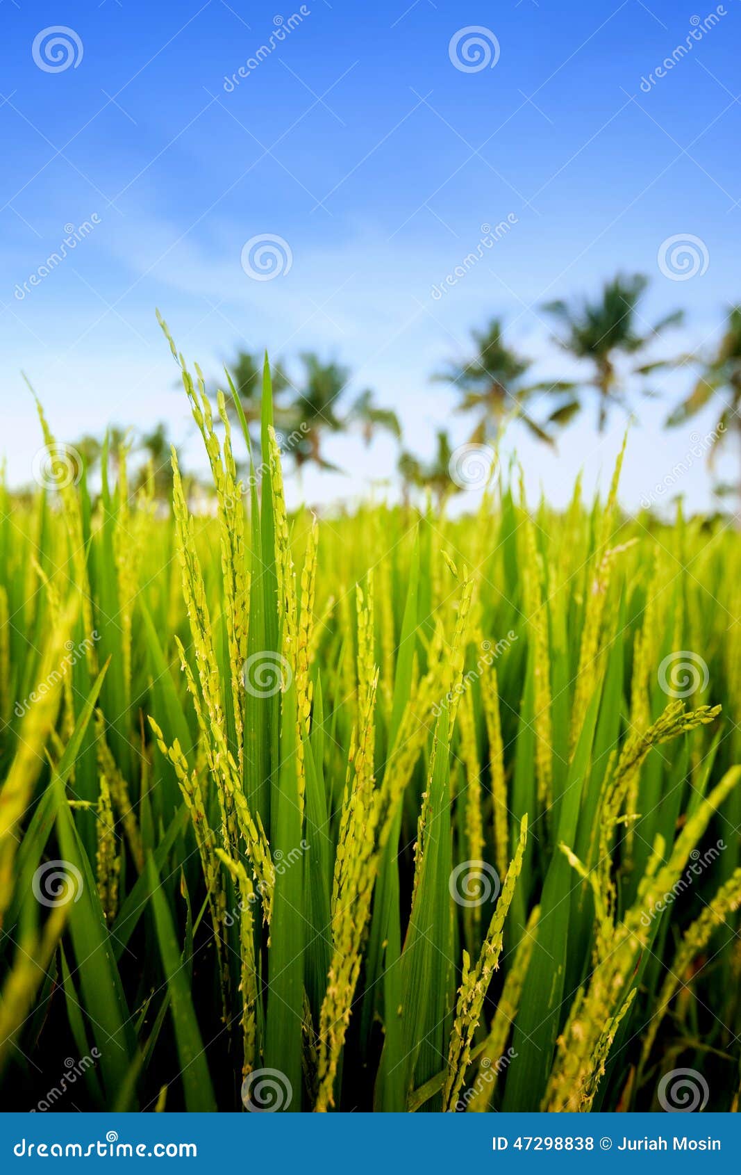 Young Paddy Seed Growing In Field. Green Grass In The Wind. Fresh Green ...