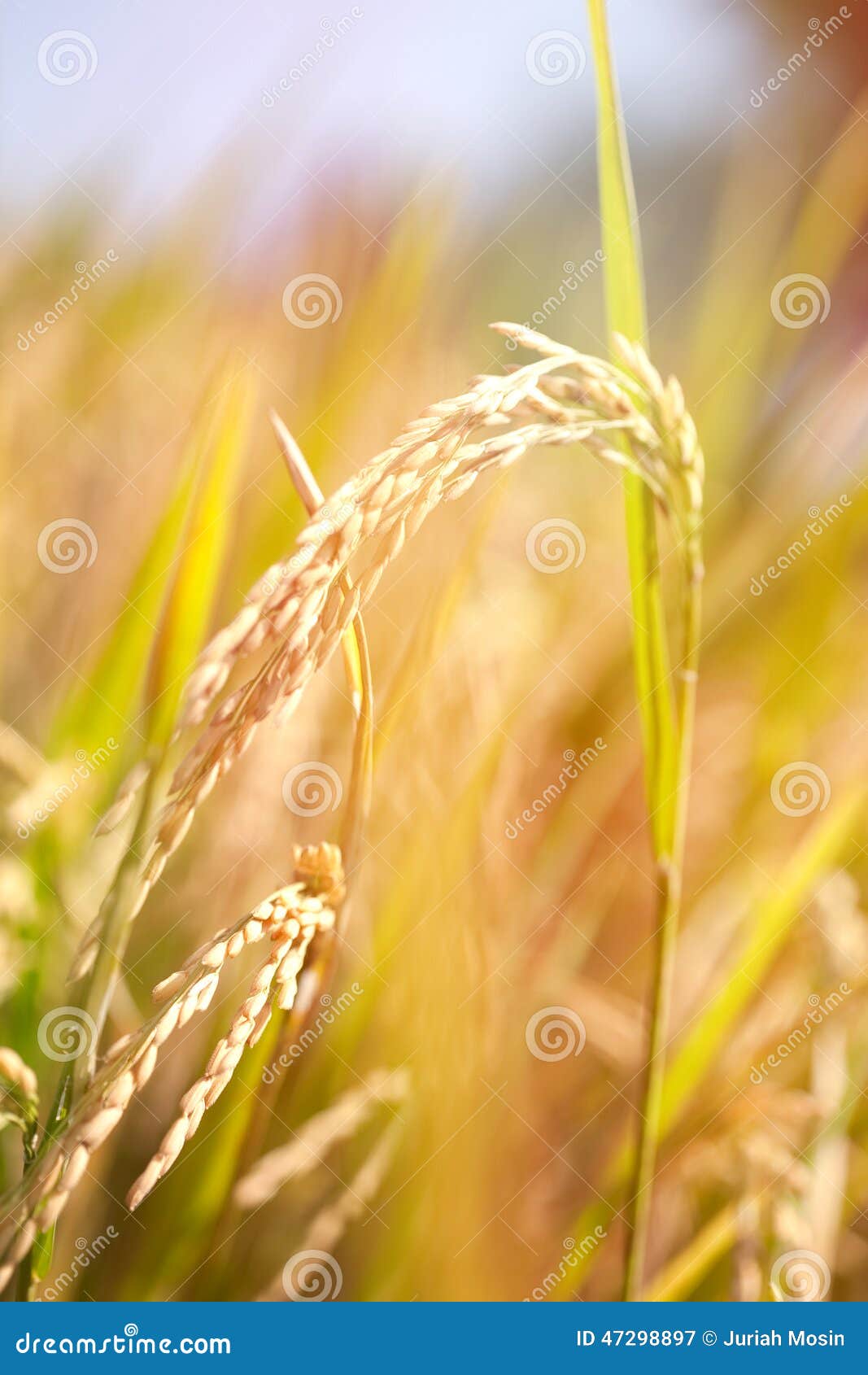 Young Paddy Seed Growing In Field. Green Grass In The Wind. Fresh Green ...