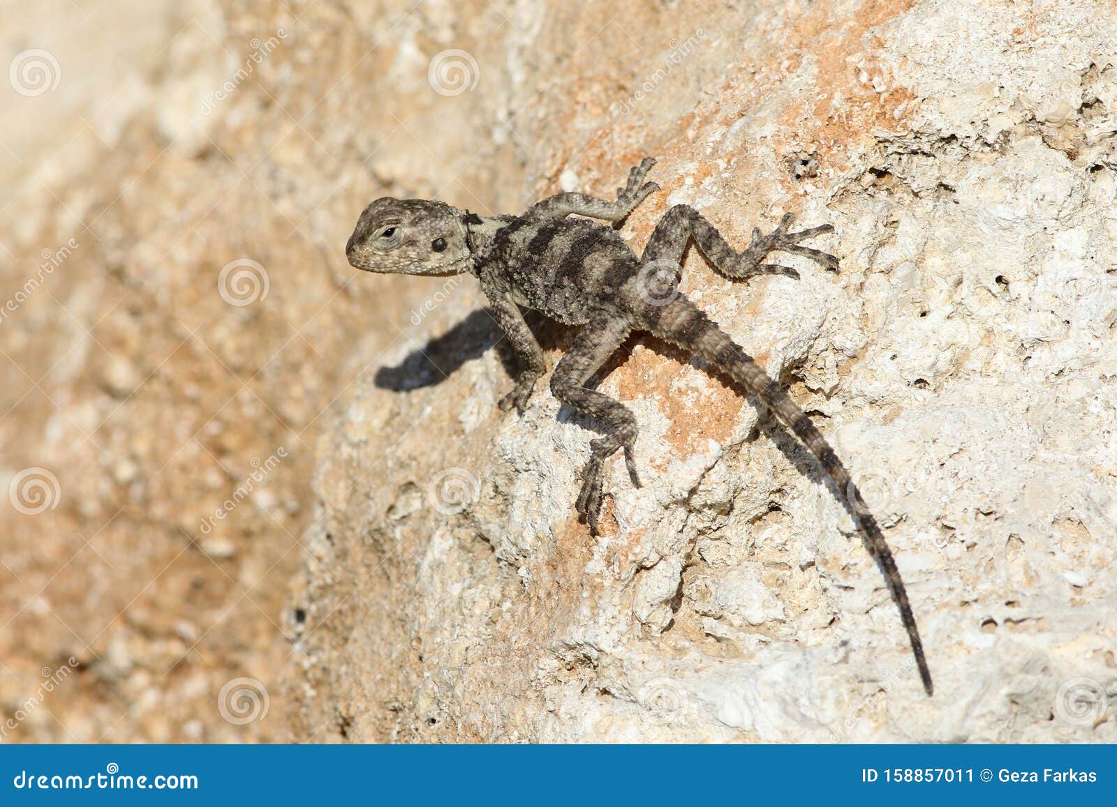 Stellagama Lizards At The Old Wall In Corfu Greece Royalty-Free Stock ...