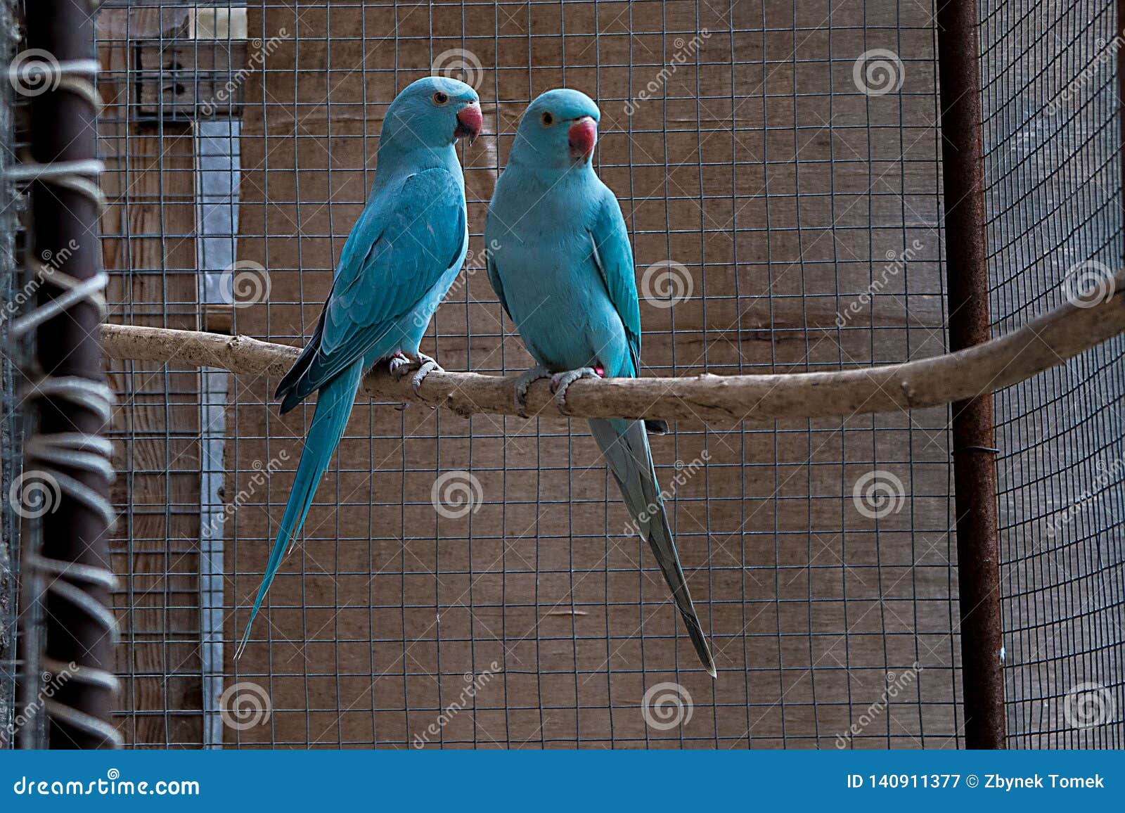 A Young Pair of Alexander Parakeets Stock Image - Image of blue, flying ...