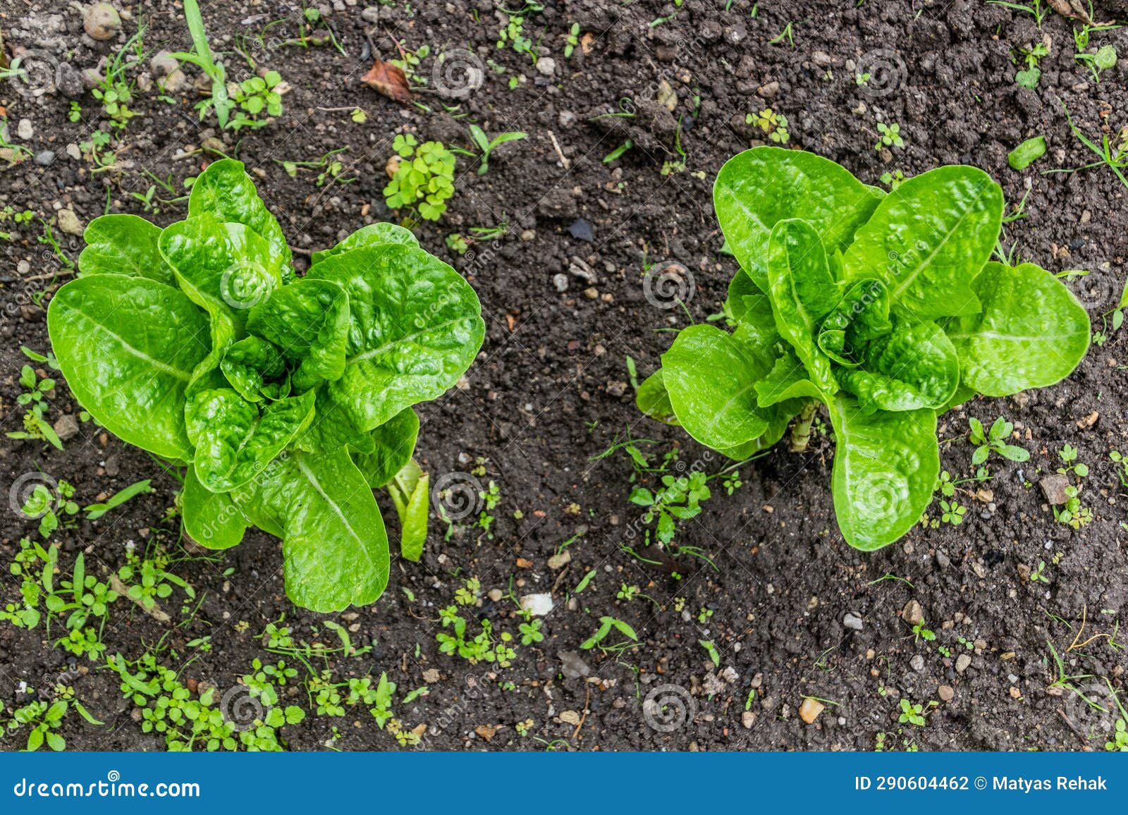 Young Pak Choi Plants in a Garden Pat Stock Photo - Image of plant ...