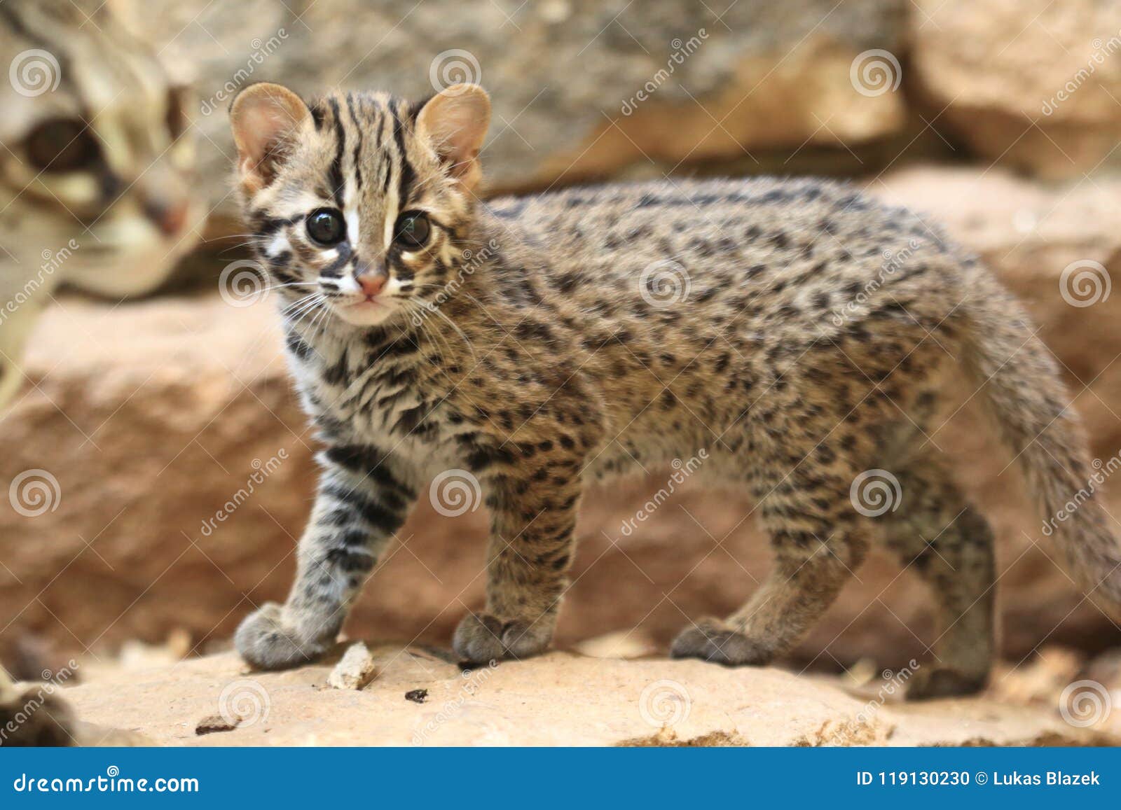 Young palawan leopard cat stock photo. Image of young - 119130230