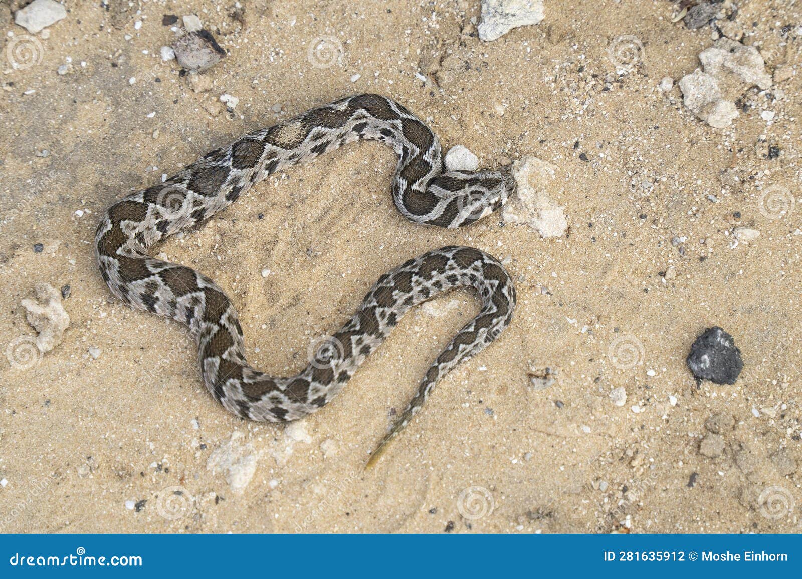 A Young Palestine Viper stock photo. Image of dangerous - 281635912