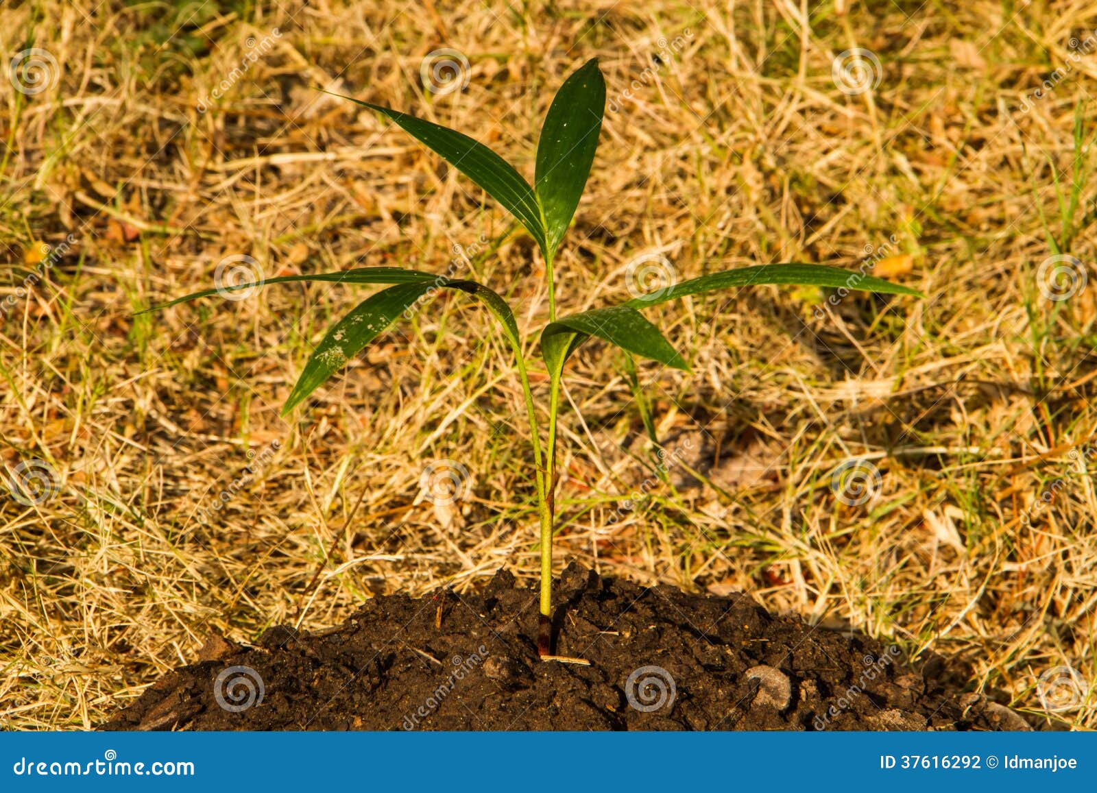 Young palm tree stock photo. Image of nature, food, phoenix - 37616292