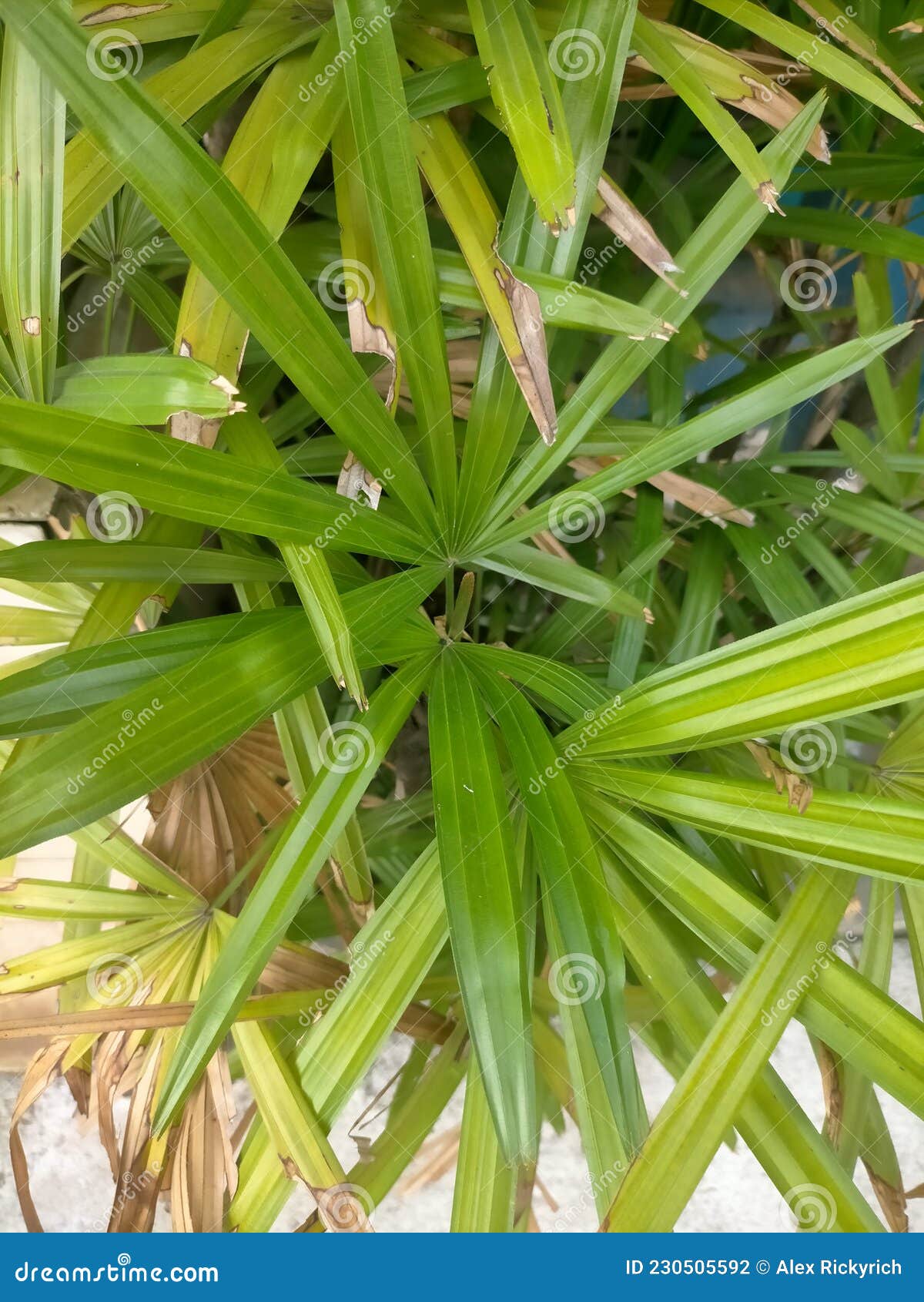 Young Palm Tree Take from Top View Stock Photo - Image of crop ...