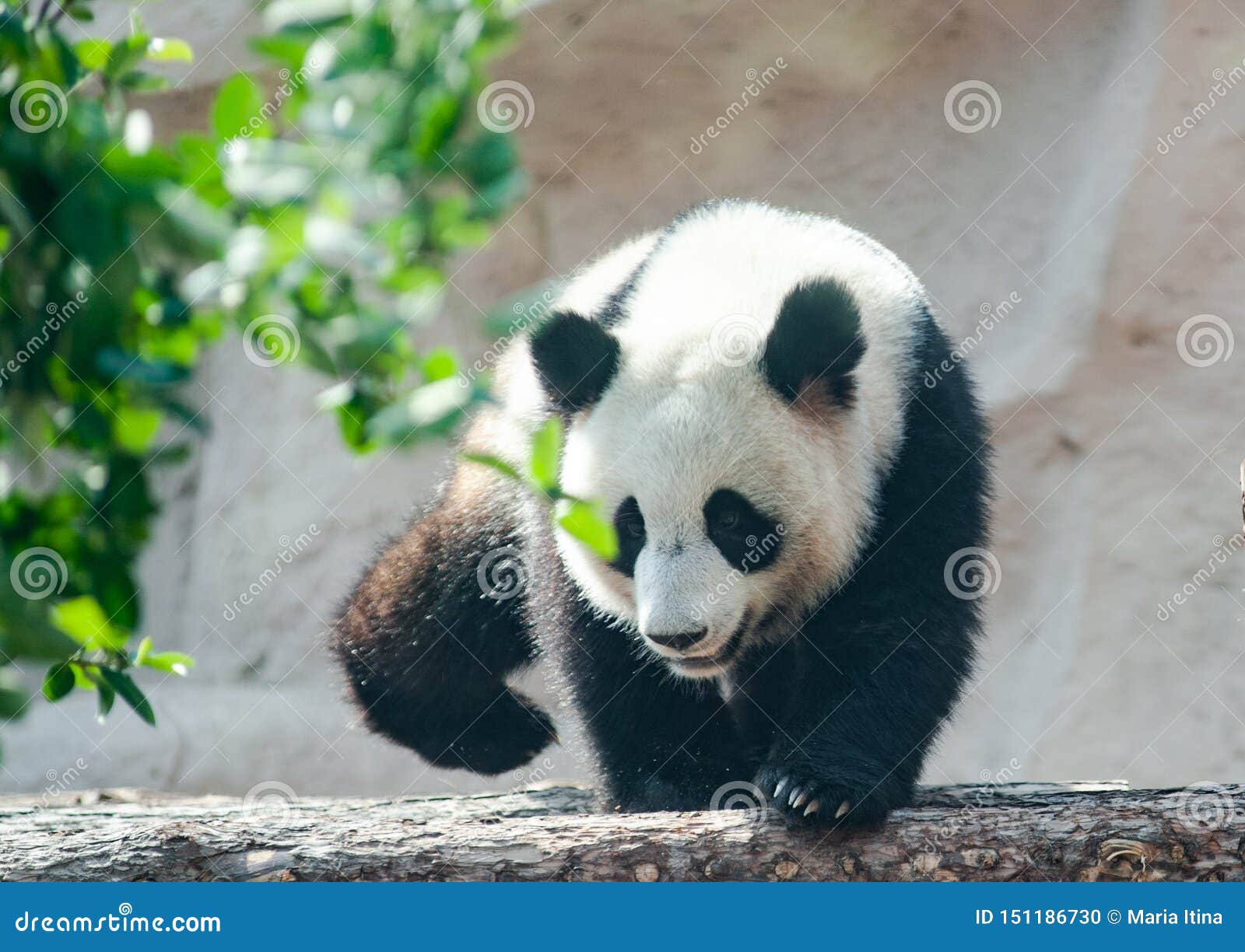 Young panda bear in summer stock photo. Image of cute - 151186730
