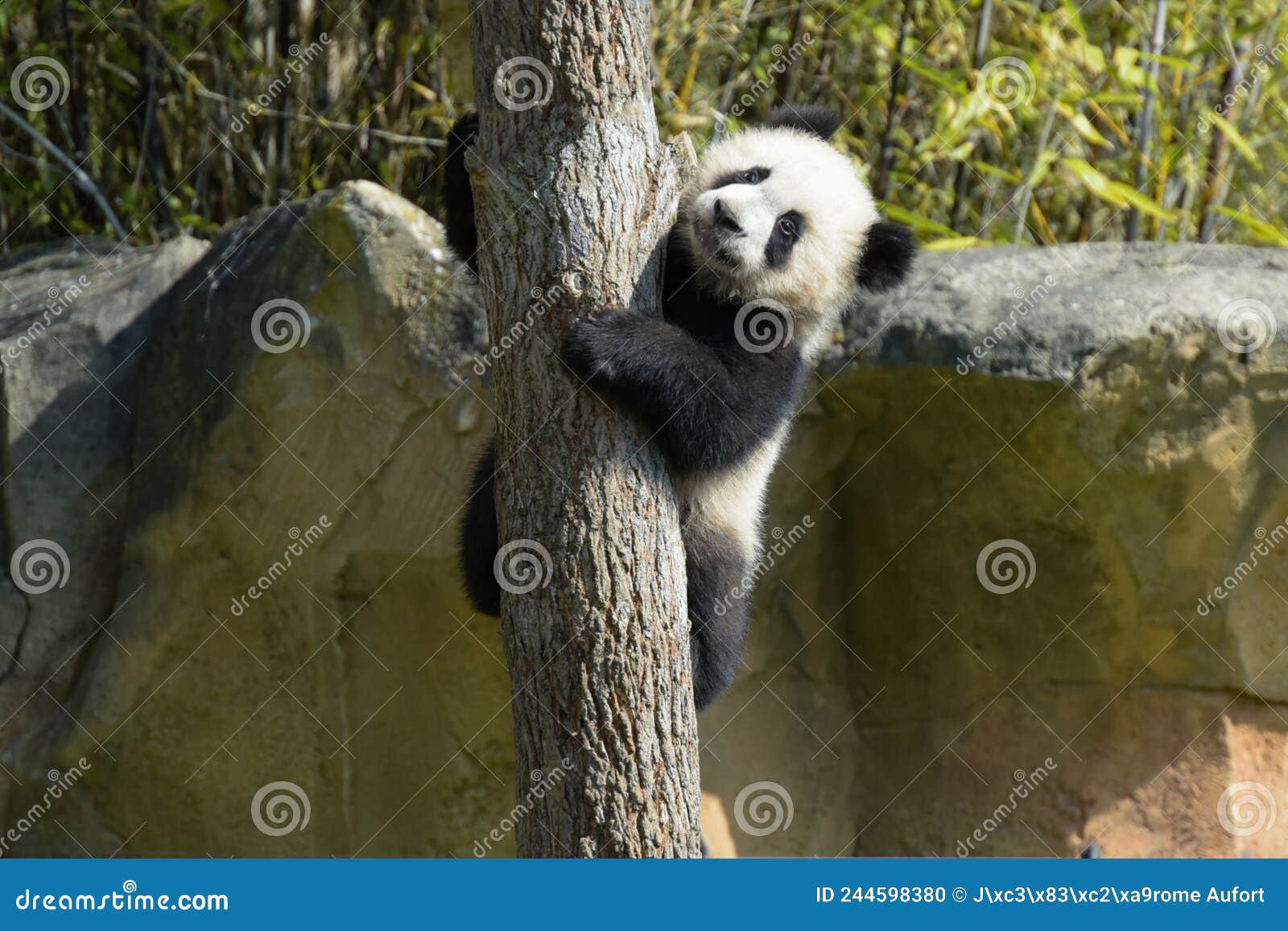 Young Panda Climbing a Tree Stock Photo - Image of panda, park: 244598380