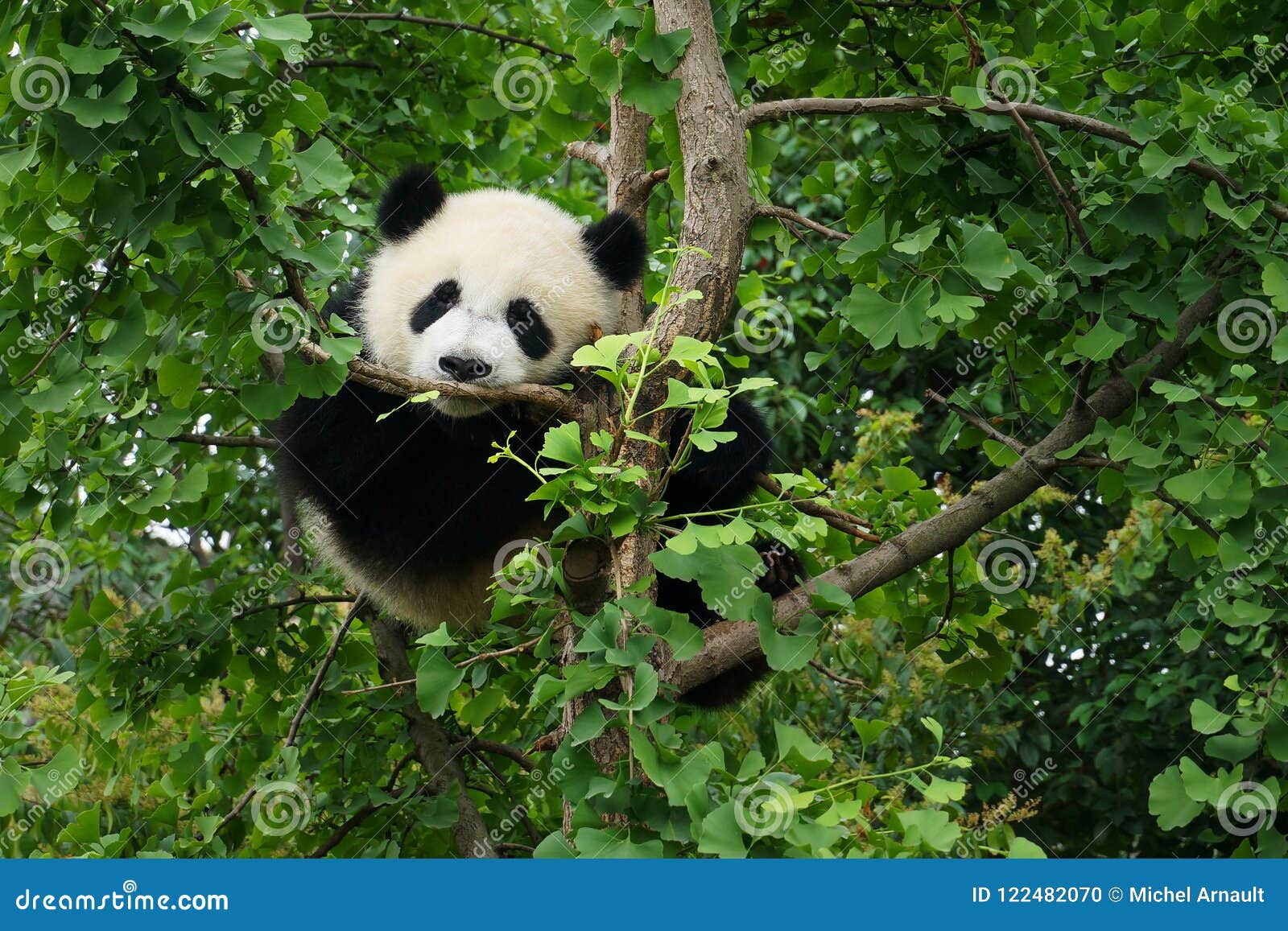 Young Panda Waiting in a Tree Stock Photo - Image of cute, panda: 122482070