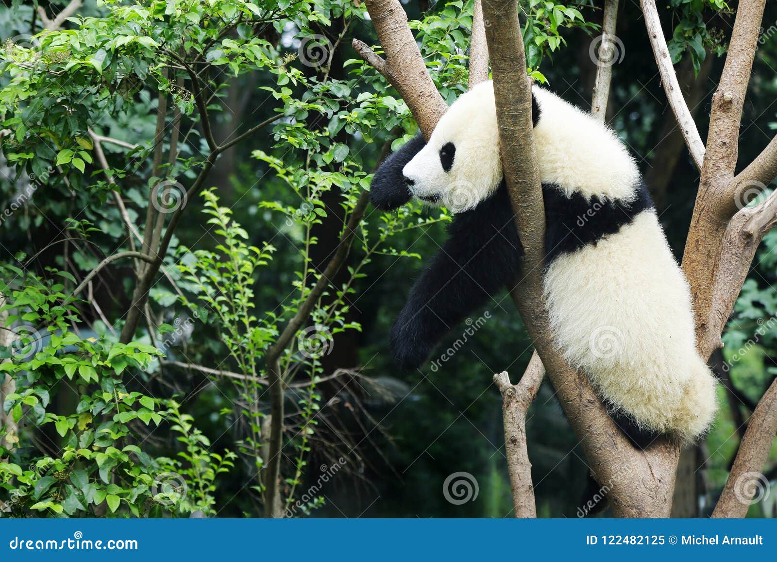 Young Panda Waiting in a Tree Stock Image - Image of tourism, eating ...