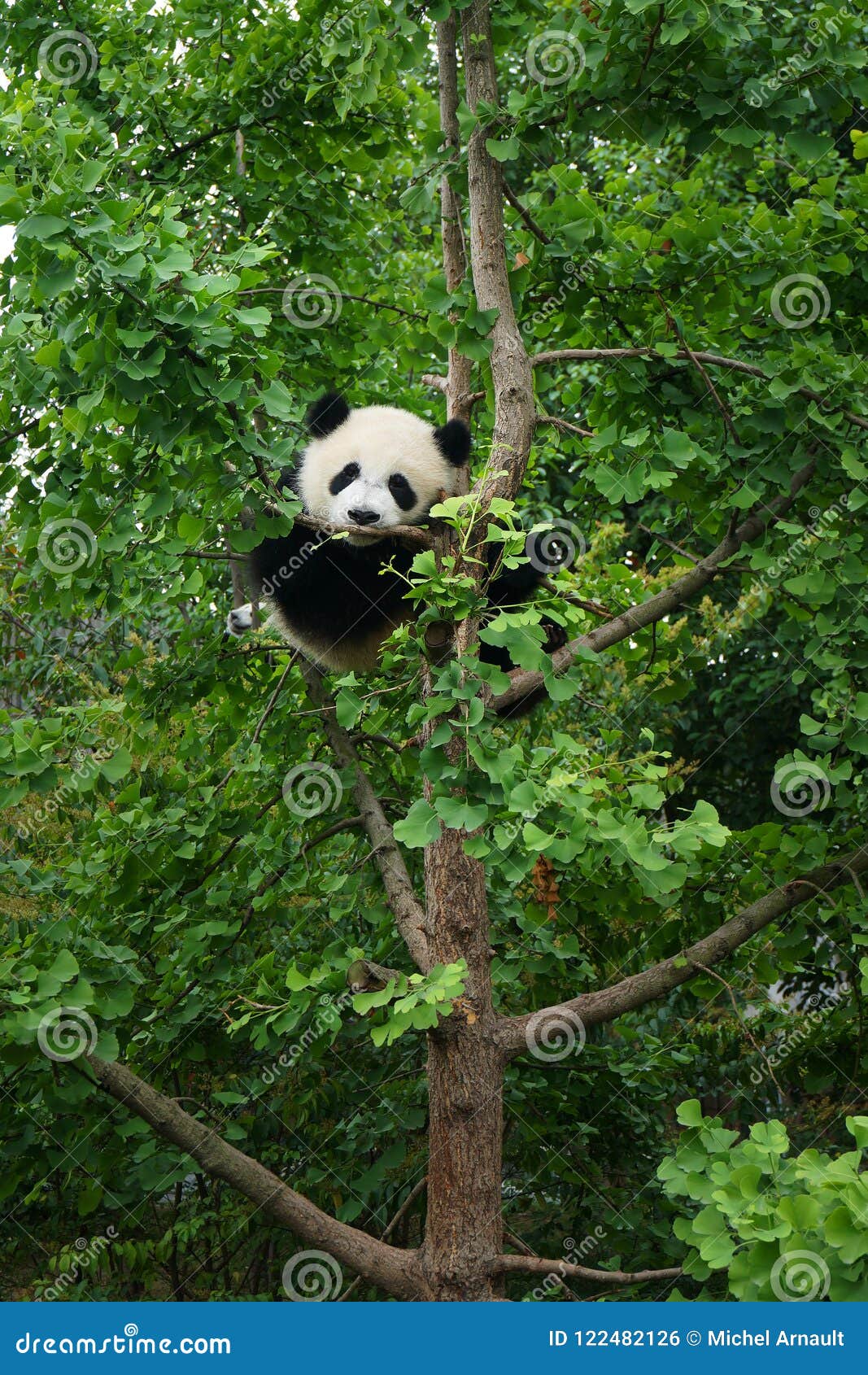 Young Panda Waiting in a Tree Stock Photo - Image of asia, panda: 122482126