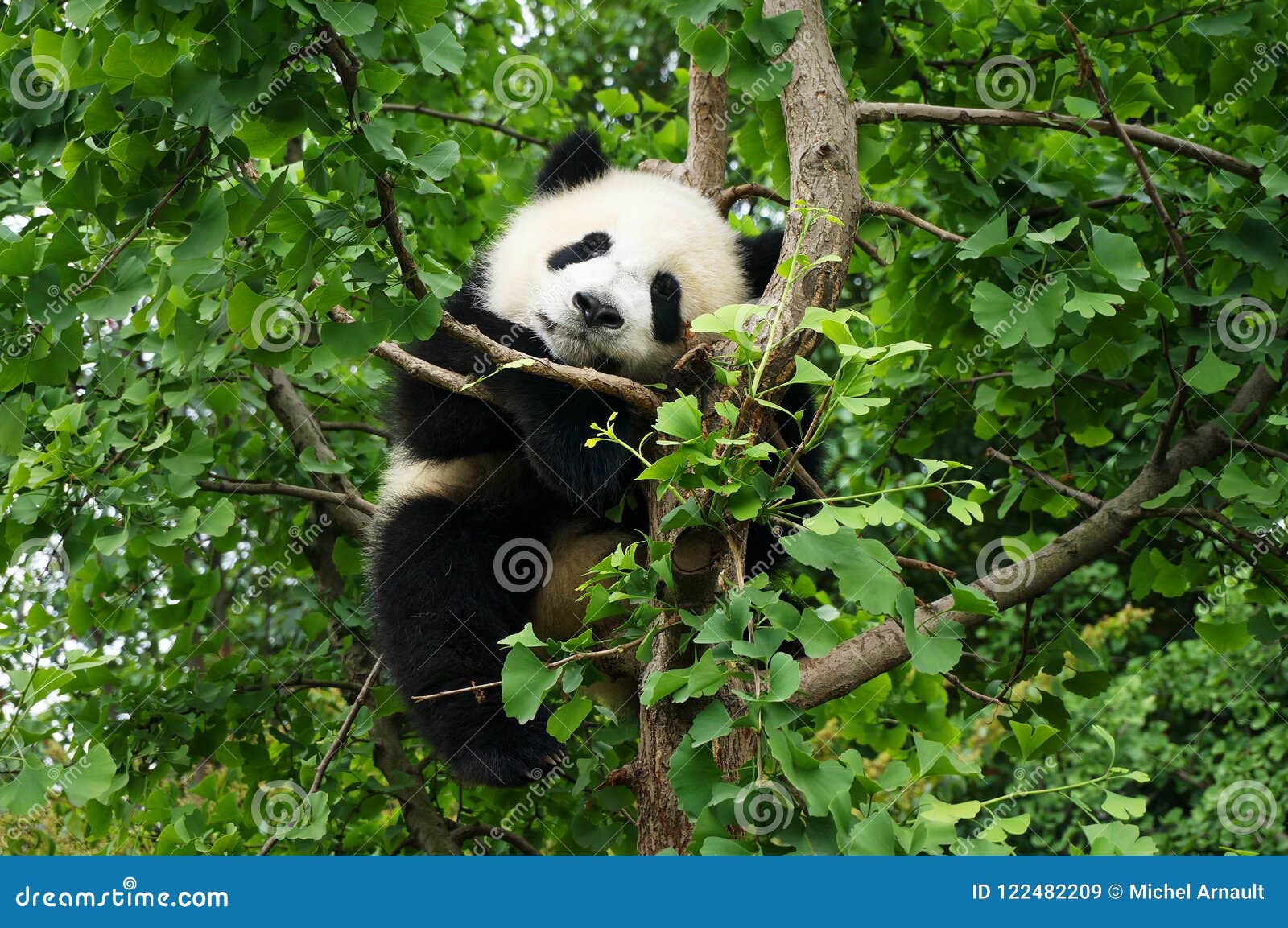 Young Panda Waiting in a Tree Stock Image - Image of park, nature ...