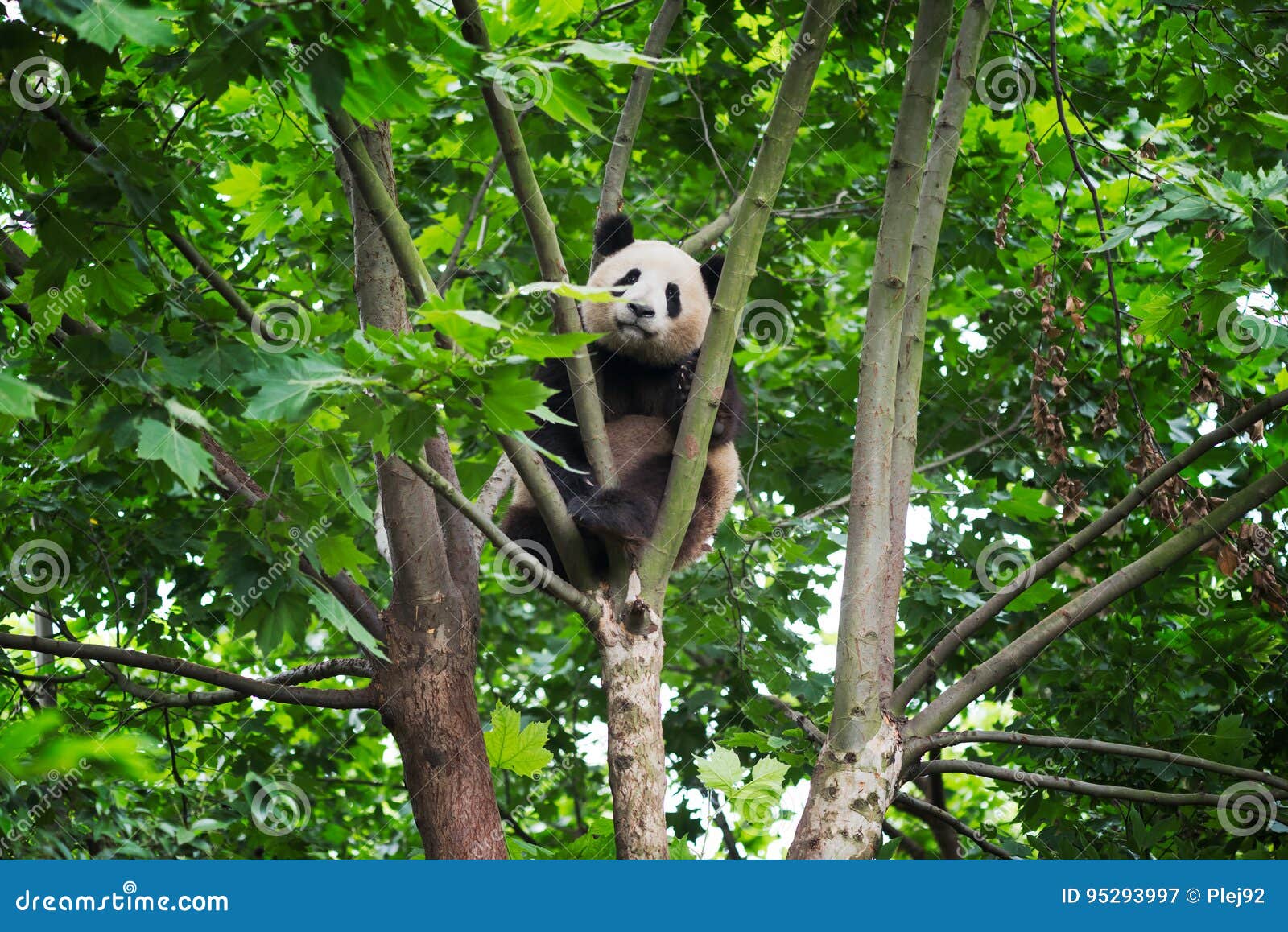 Young panda in a tree stock image. Image of mammal, forest - 95293997
