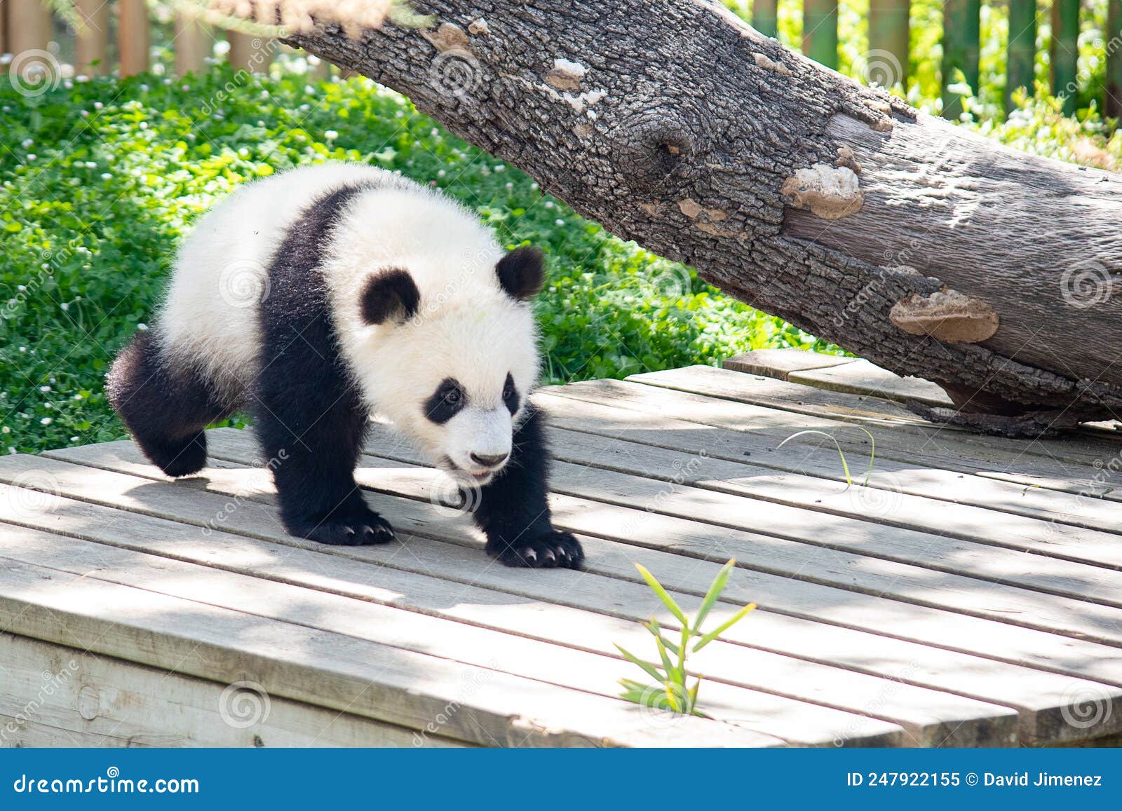 Young panda walking stock image. Image of kids, chinese - 247922155