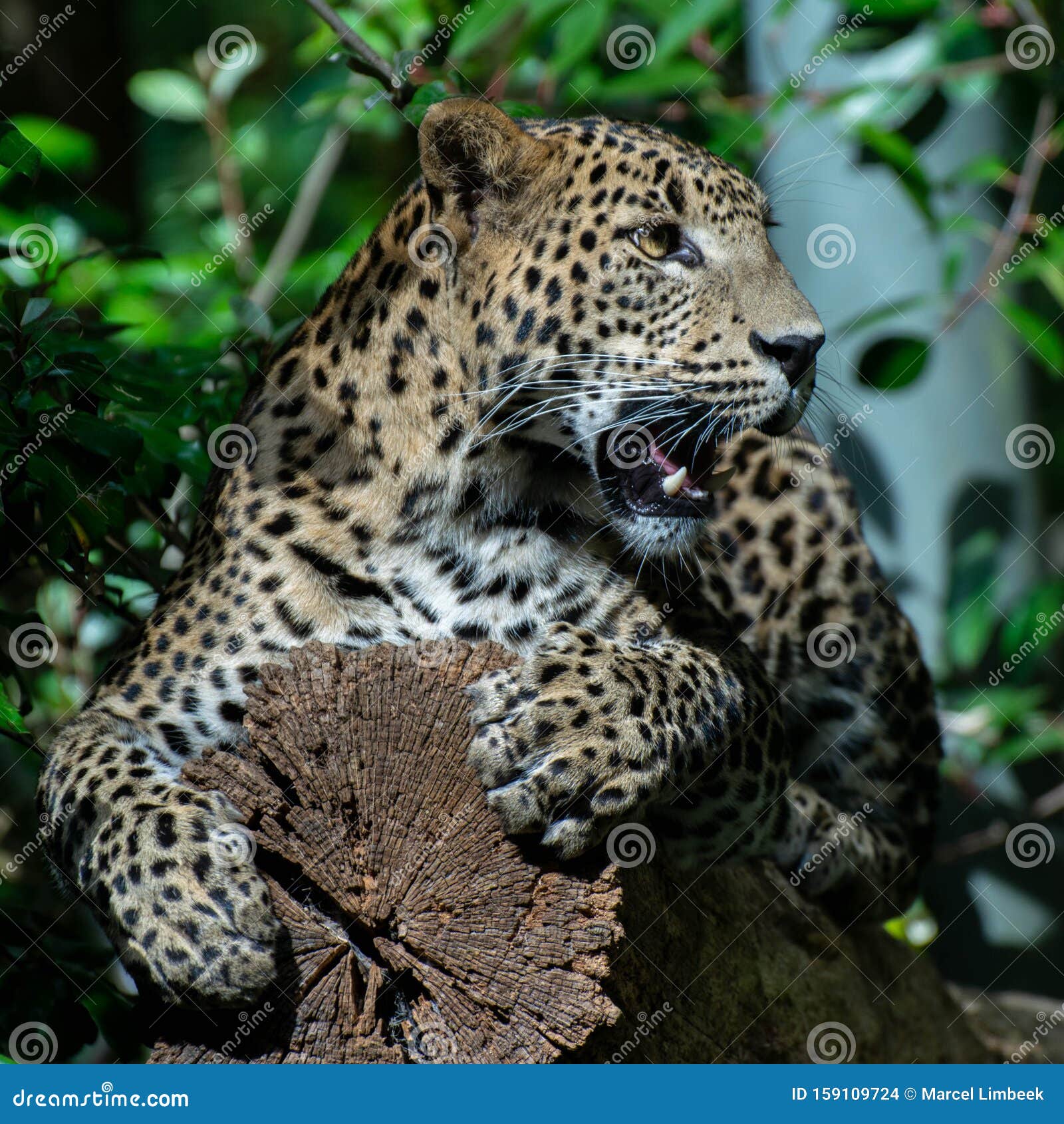 Young Panther Laying On A Tree Stock Photo | CartoonDealer.com #159109722