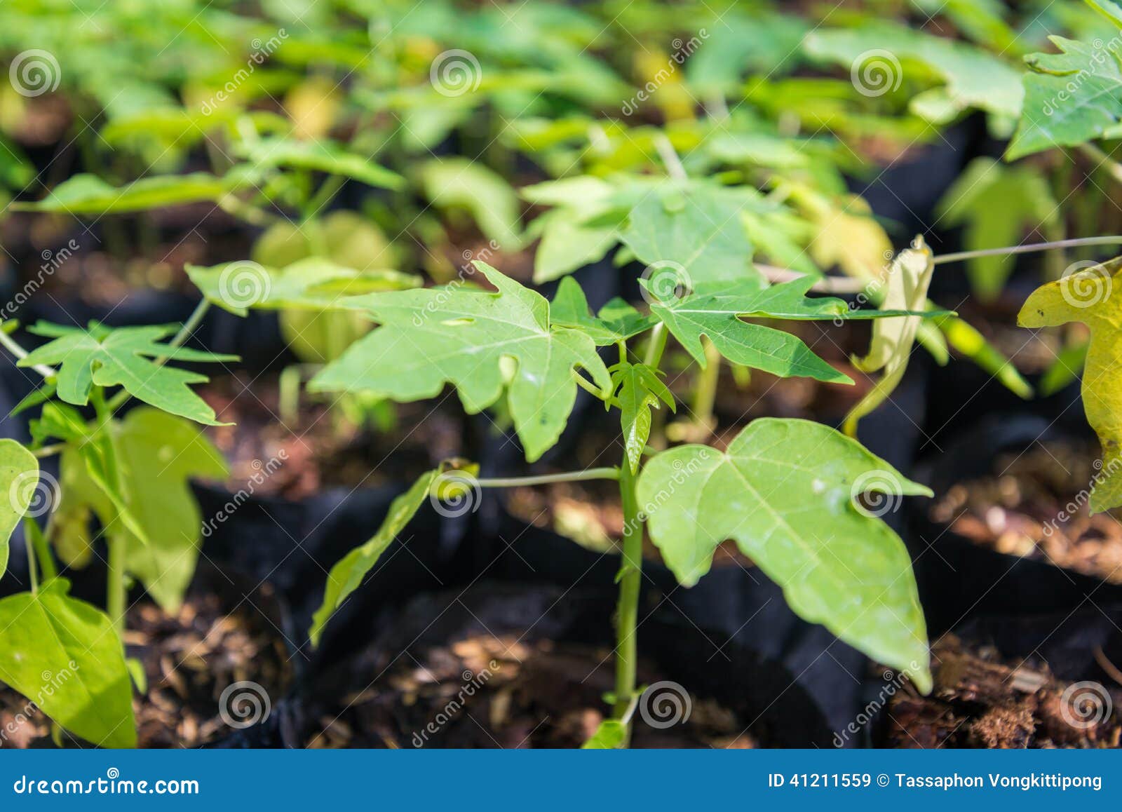 Young papaya plant stock image. Image of agriculture - 41211559
