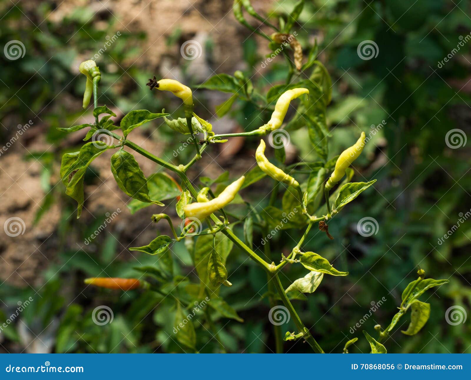 Young Paprika stock photo. Image of garden, spicy, harvest - 70868056