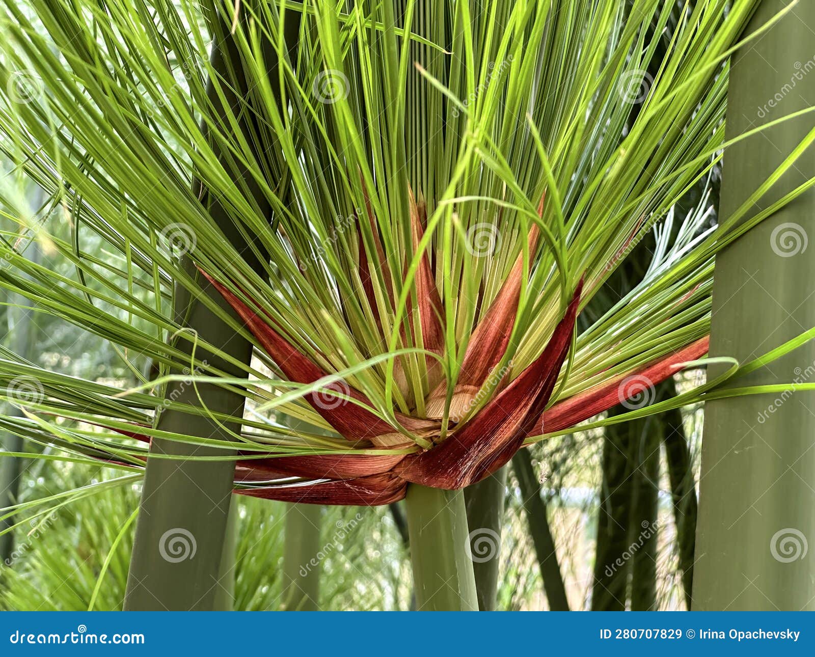 Young Papyrus Leaf (lat. Cyperus Papyrus Stock Image - Image of young ...