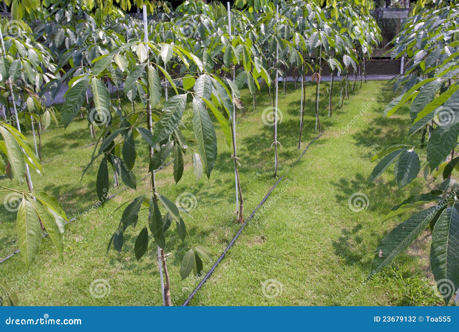 Young para rubber tree stock photo. Image of field, milk - 23679132