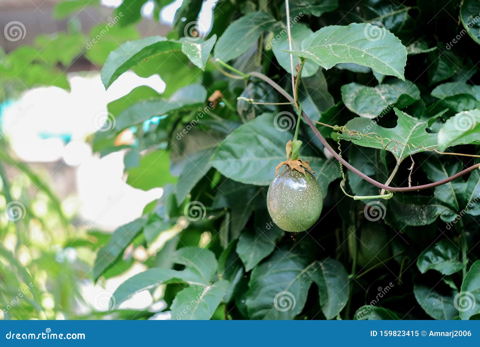 Passion Fruit Tree Garden Stock Photos - Download 923 Royalty Free Photos