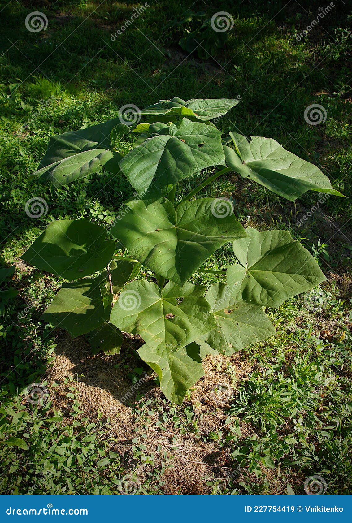 Young Paulownia Trees. Paulownia Tomentosa. Paulownia Tomentosa ...