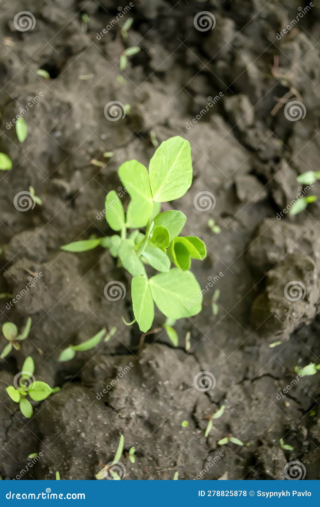 Young Pea Plant. a Young Pea Plant in the Garden. Pea Bush in Early ...