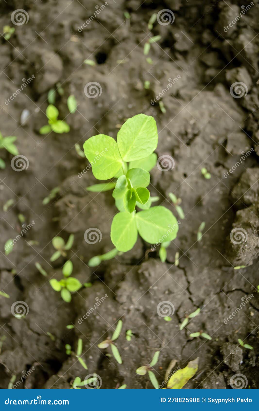 Young Pea Plant. a Young Pea Plant in the Garden. Pea Bush in Early ...
